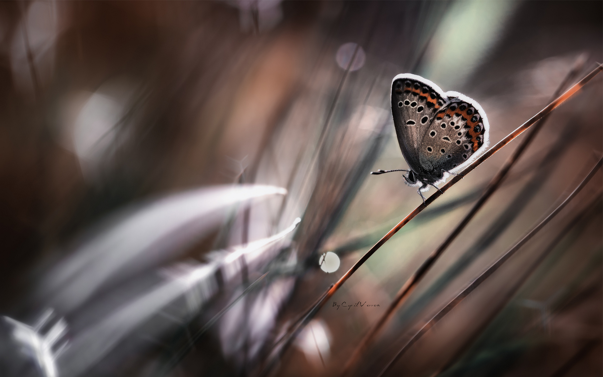 Butterfly HD Wallpaper