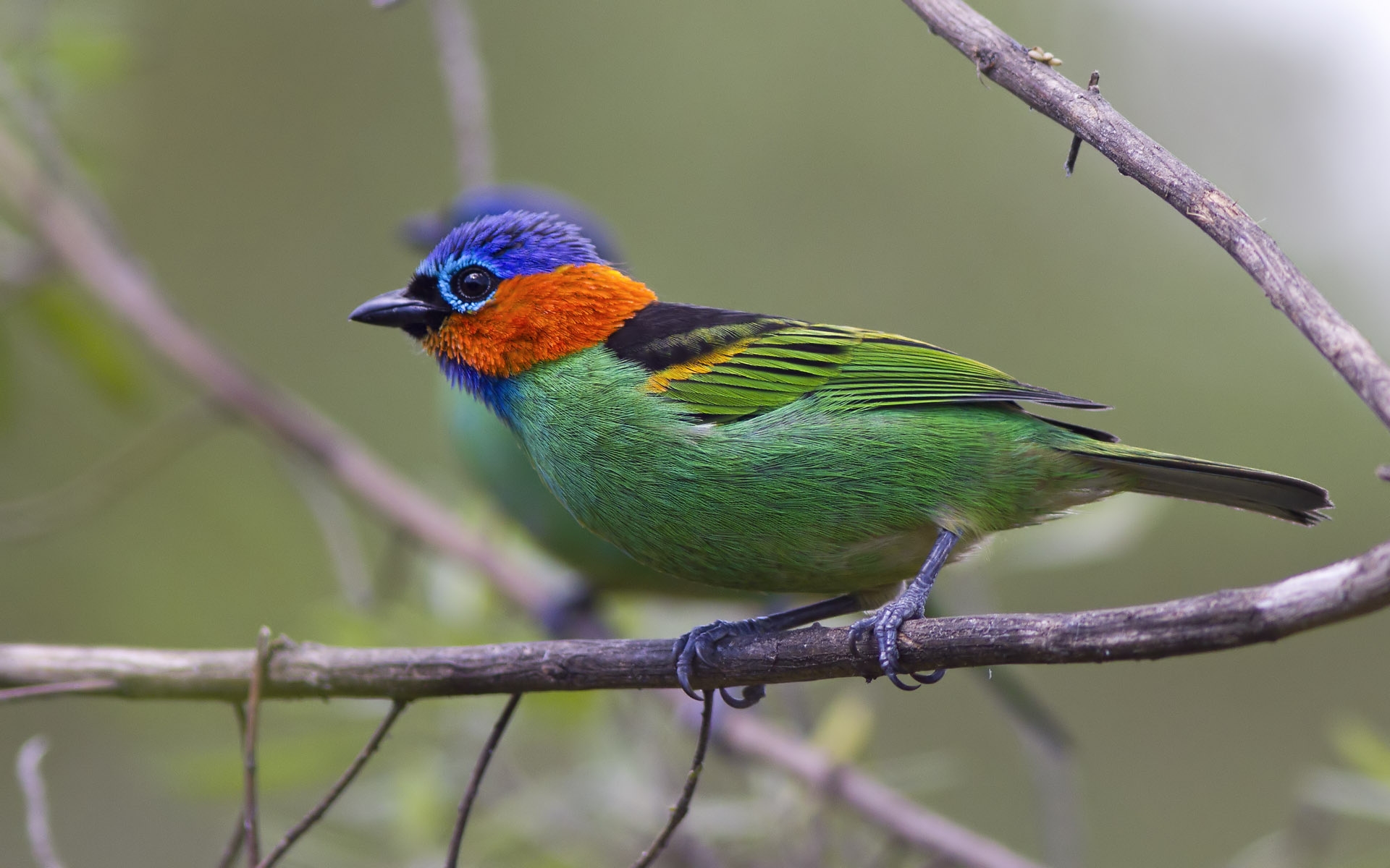 Free Bird Photos Download