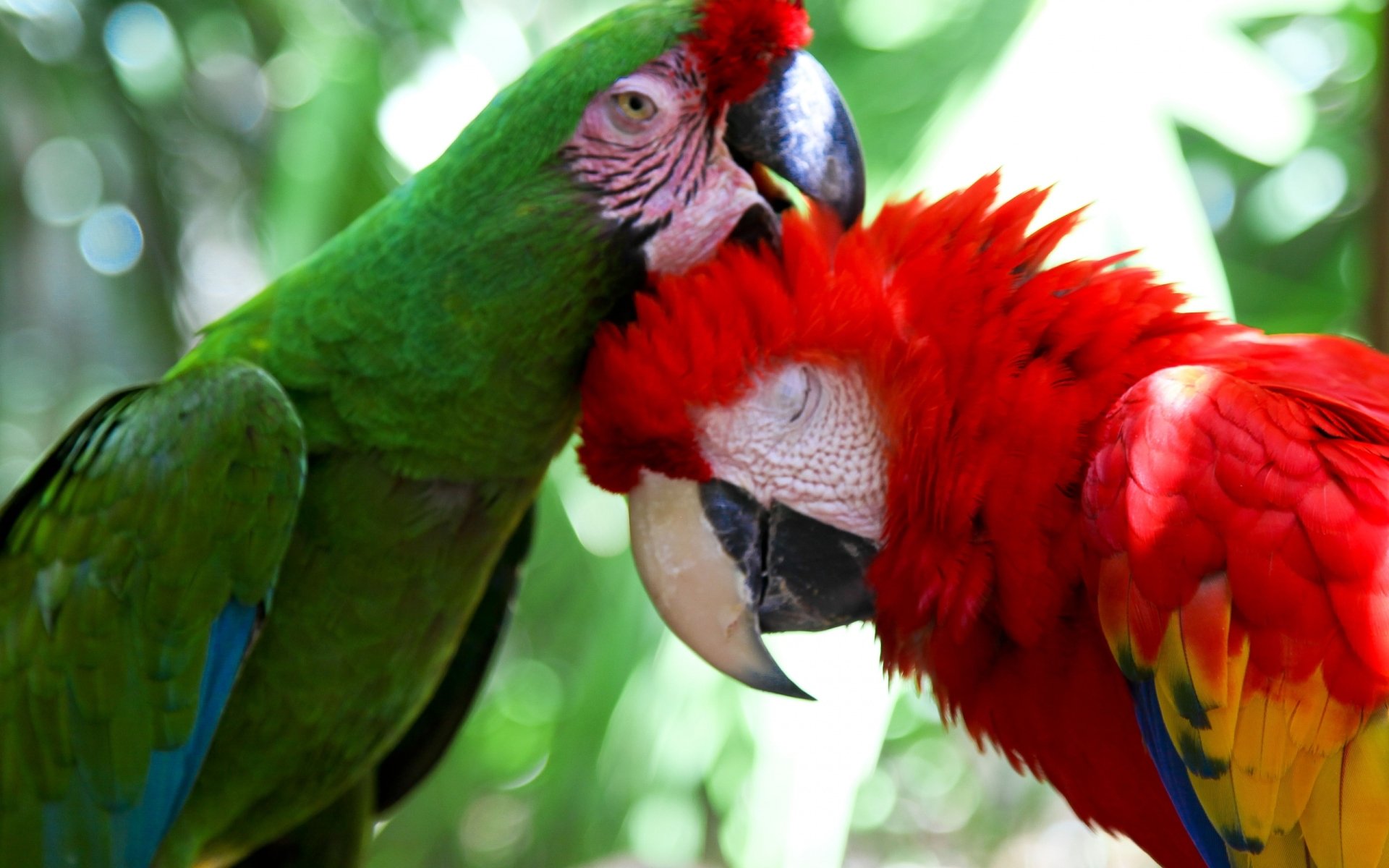 Vibrant Scarlet & Military Macaws HD Wallpaper: Colorful Macaw Duo in ...