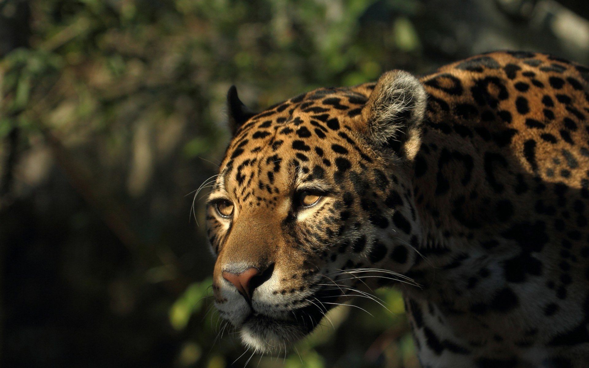 Download Animal Jaguar HD Wallpaper | 1920x1200 | Wallpaper Abyss