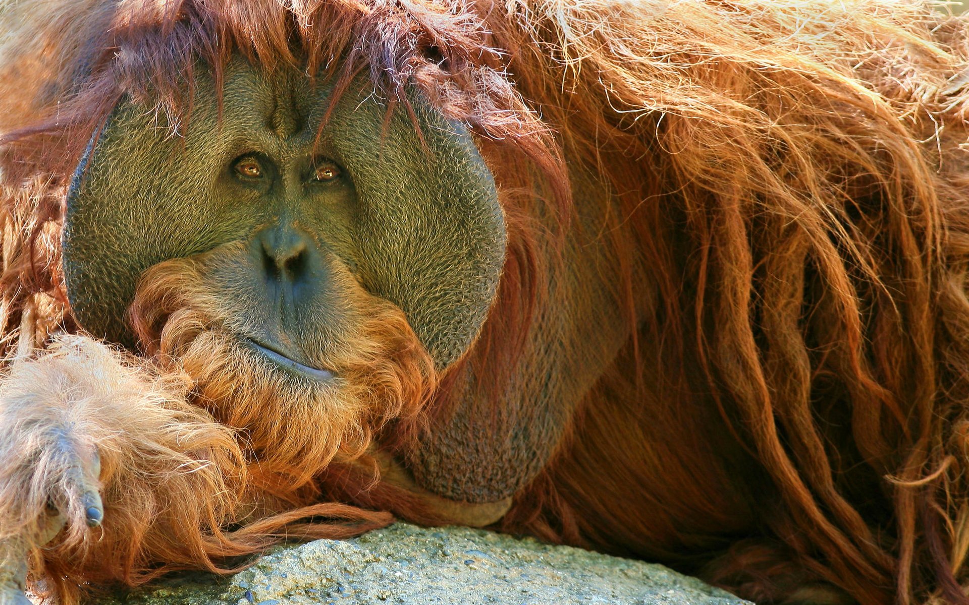Download Animal Orangutan HD Wallpaper | 1920x1200 | Wallpaper Abyss