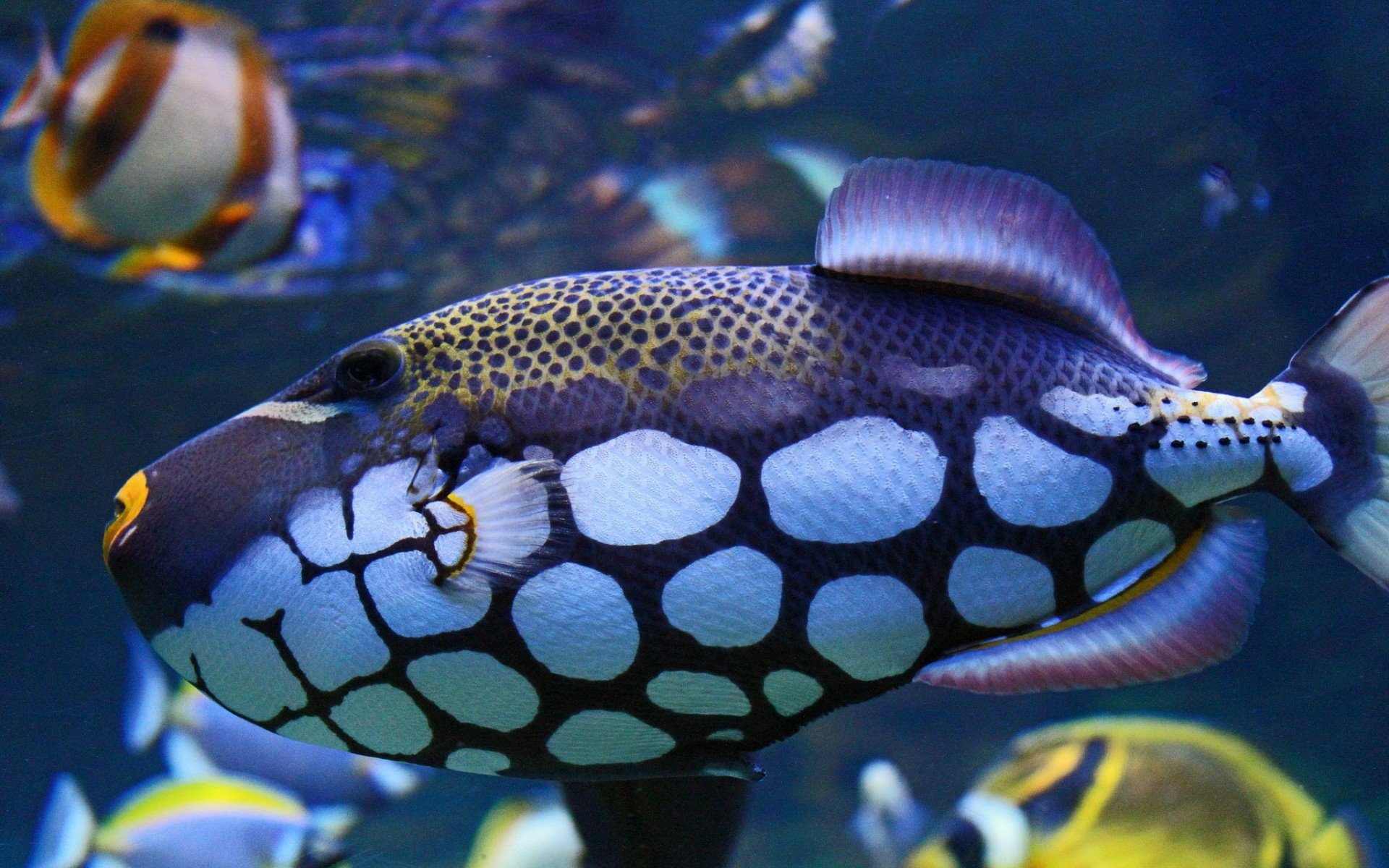 Ocean Mosaic: Clown Triggerfish HD Wallpaper | 1920x1200 | Wallpaper Abyss