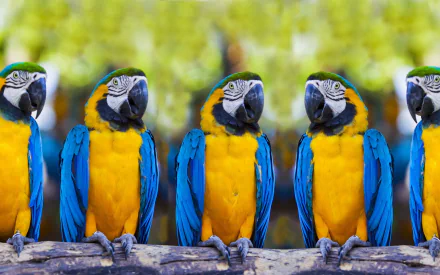 Blue-and-yellow Macaw - Desktop Wallpapers, Phone Wallpaper, PFP, Gifs ...