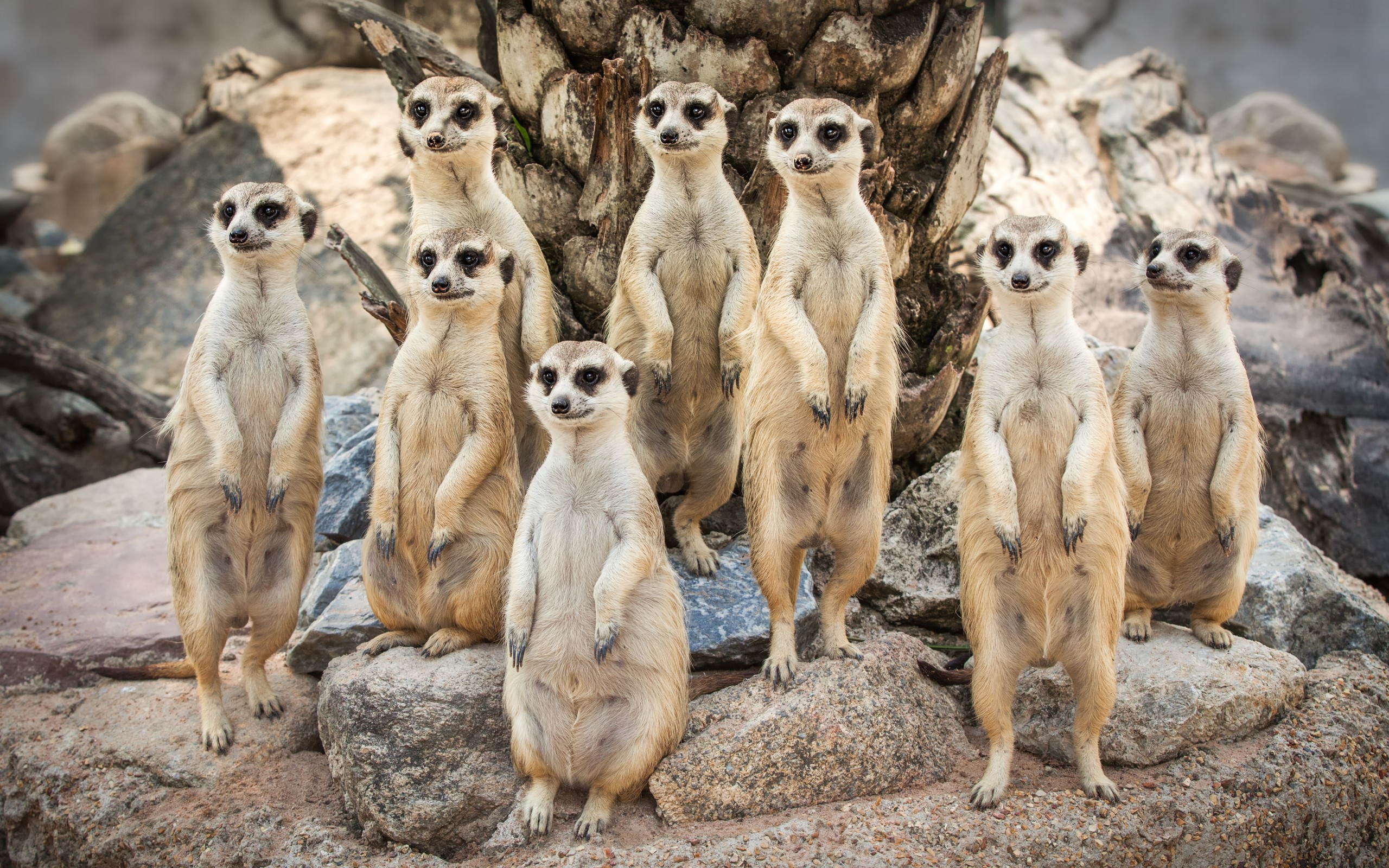 The Meerkat Family Photo♥