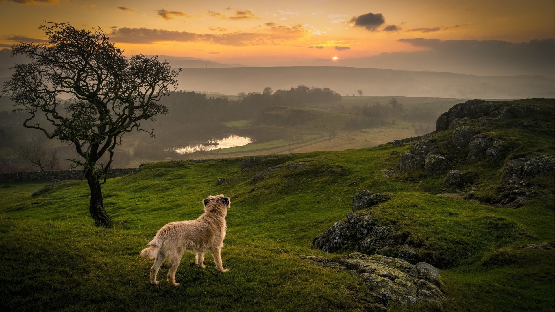 Majestic Dog at Sunrise: Stunning HD Nature Wallpaper | 2560x1440 ...