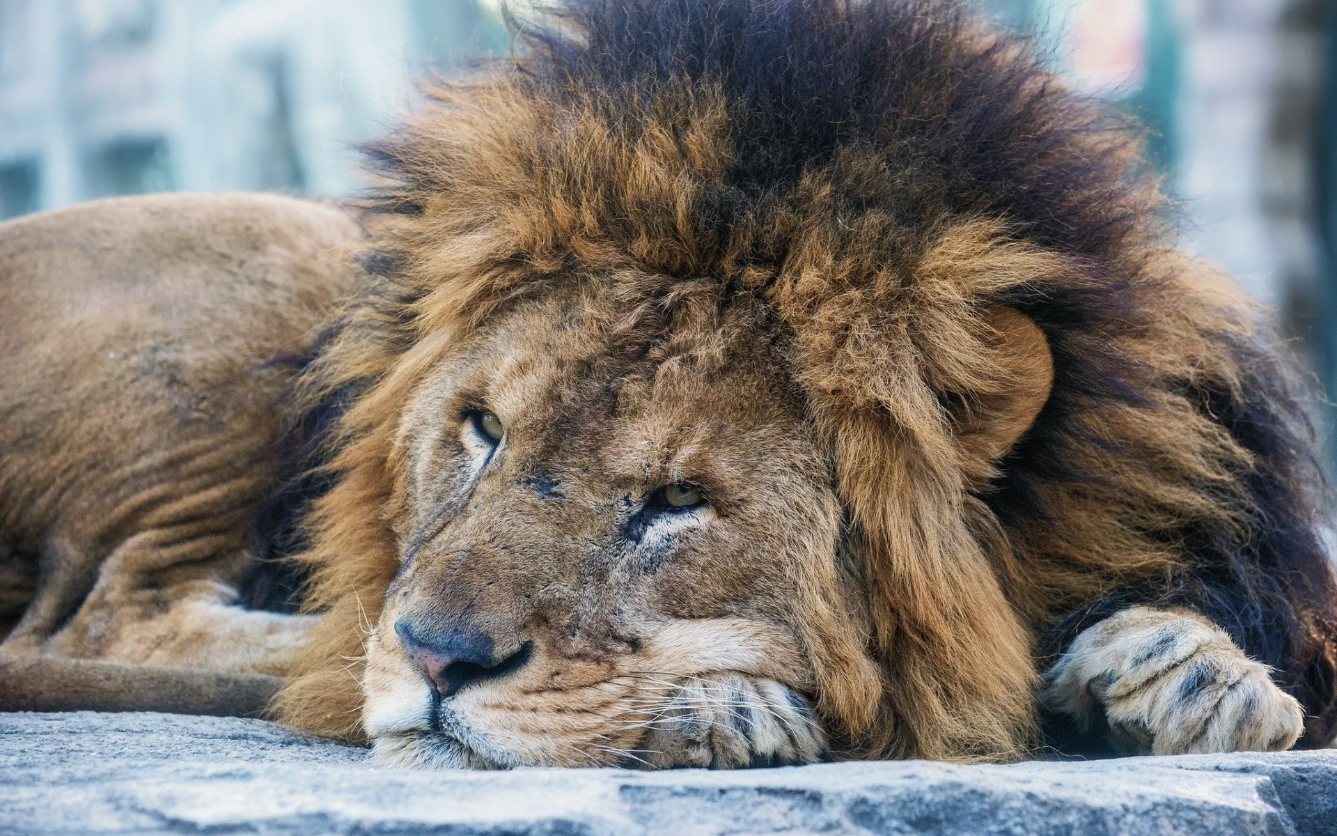 Hd Background Smiling Lion
