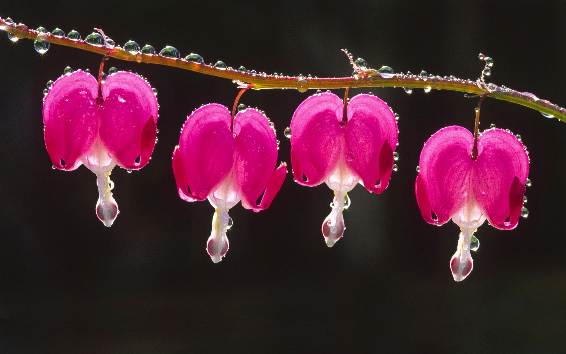 HD Wallpaper of Nature's Beauty: Bleeding Heart Flowers