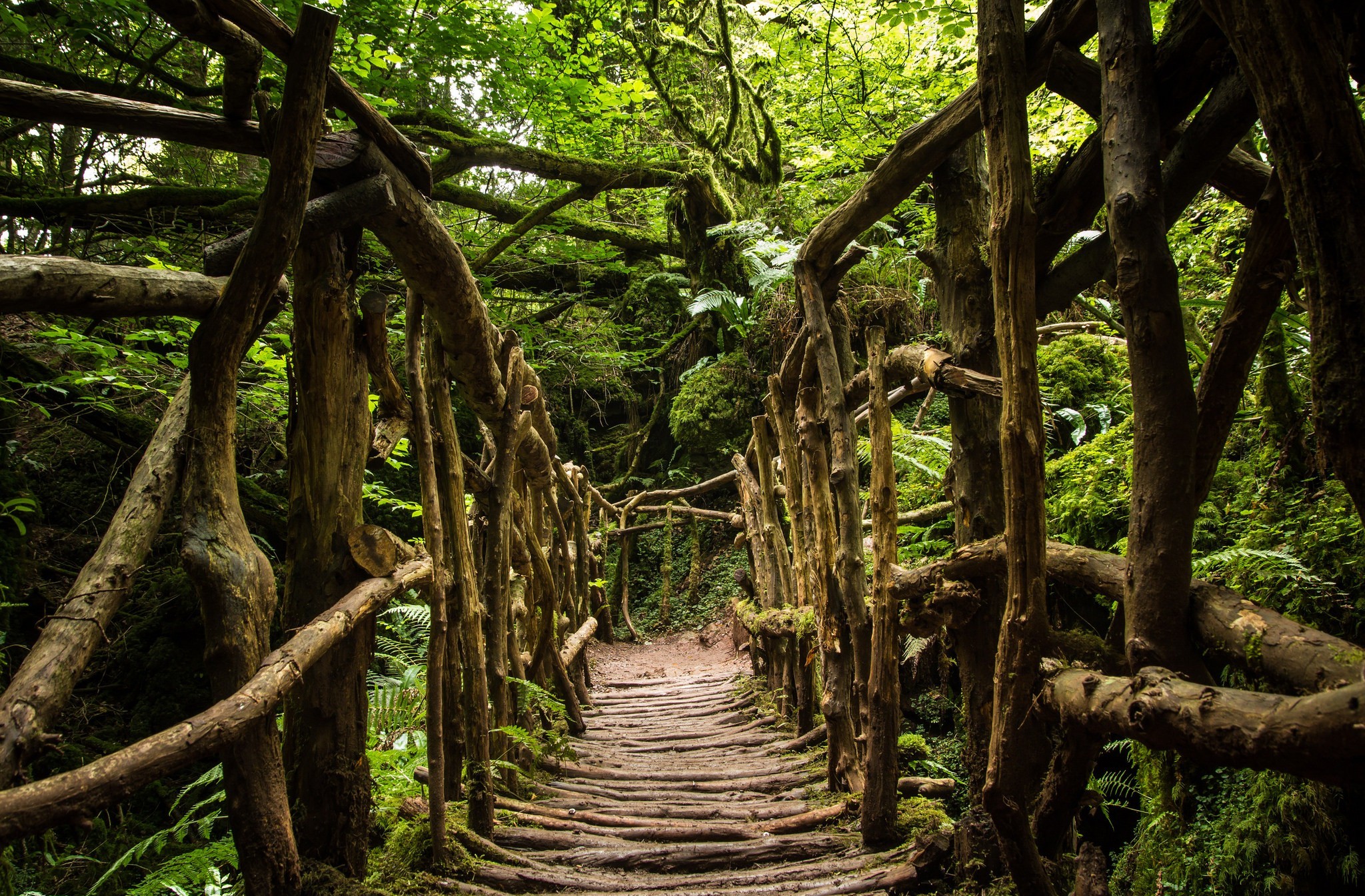 Download Forest Man Made Bridge HD Wallpaper