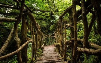 1 Backwoods HD Wallpapers | Backgrounds - Wallpaper Abyss