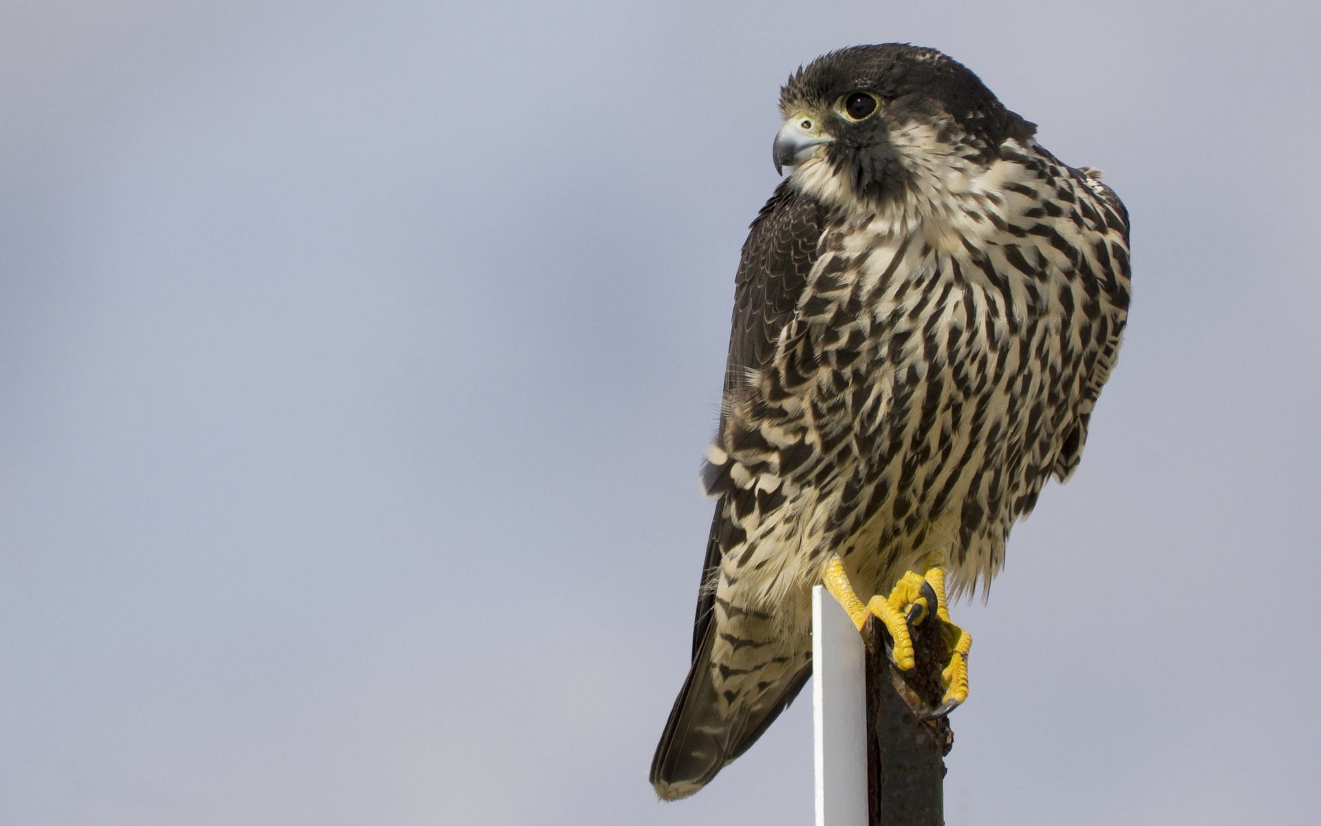 Animal Falcon HD Wallpaper