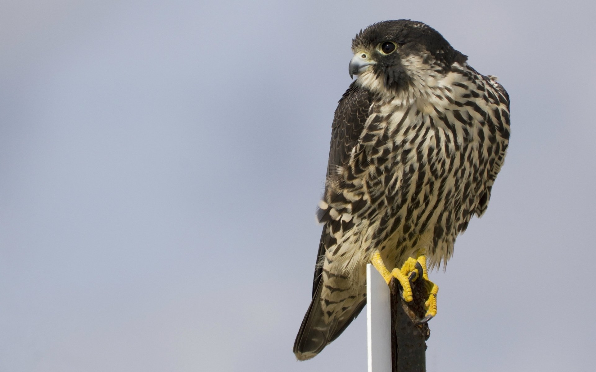 Animal Falcon HD Wallpaper