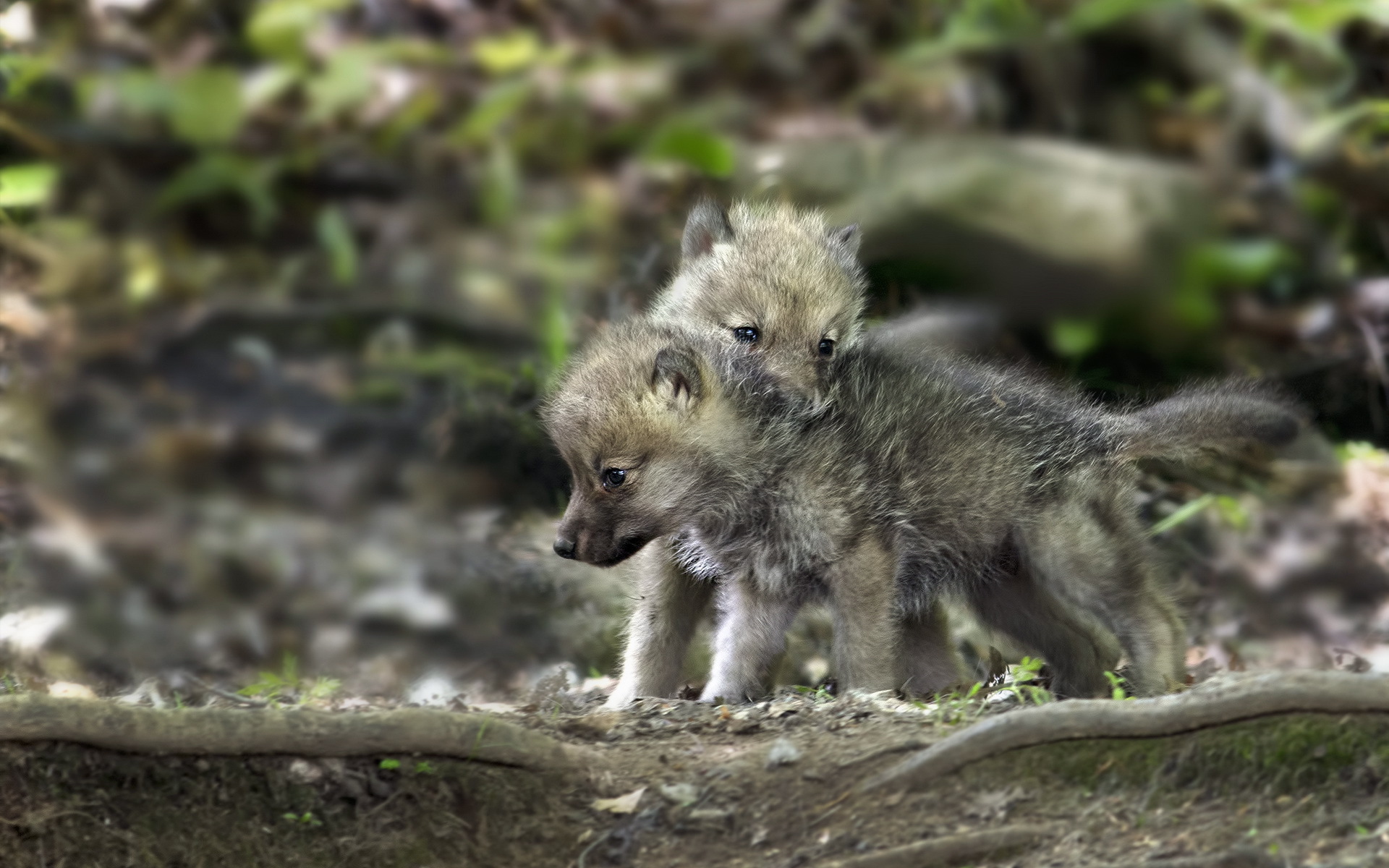 Wolf Pups Desktop Wallpaper Wolf Puppies Wallpapers Wallpaper Cave