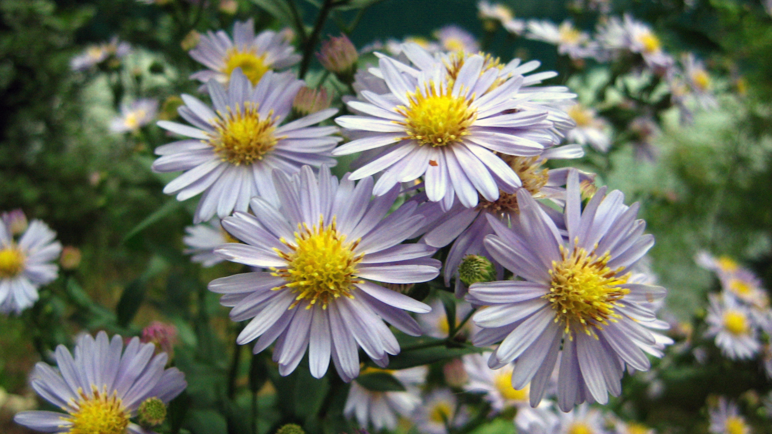 Blooming Daisy Delight: HD Nature Wallpaper
