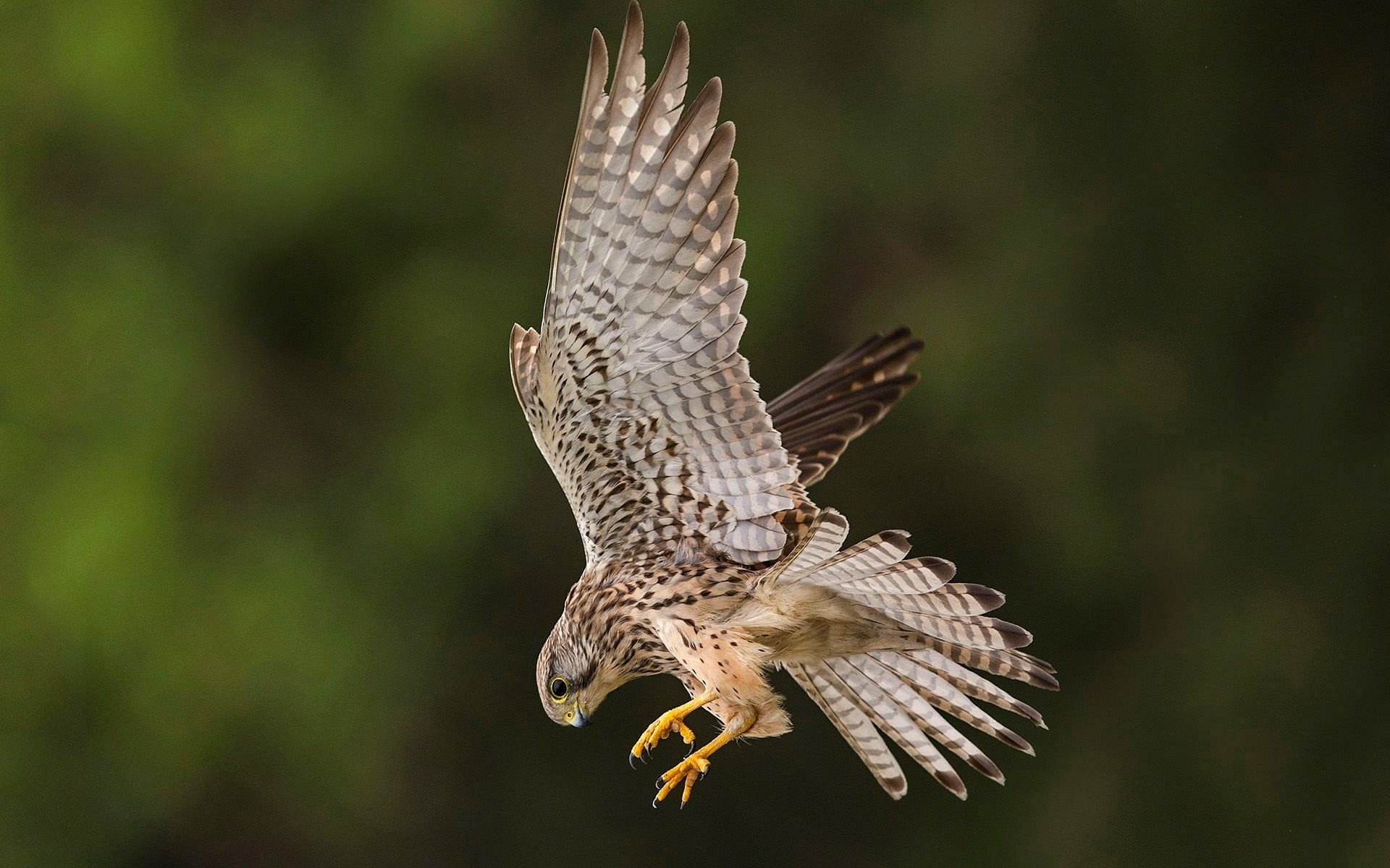 Download Animal Falcon HD Wallpaper