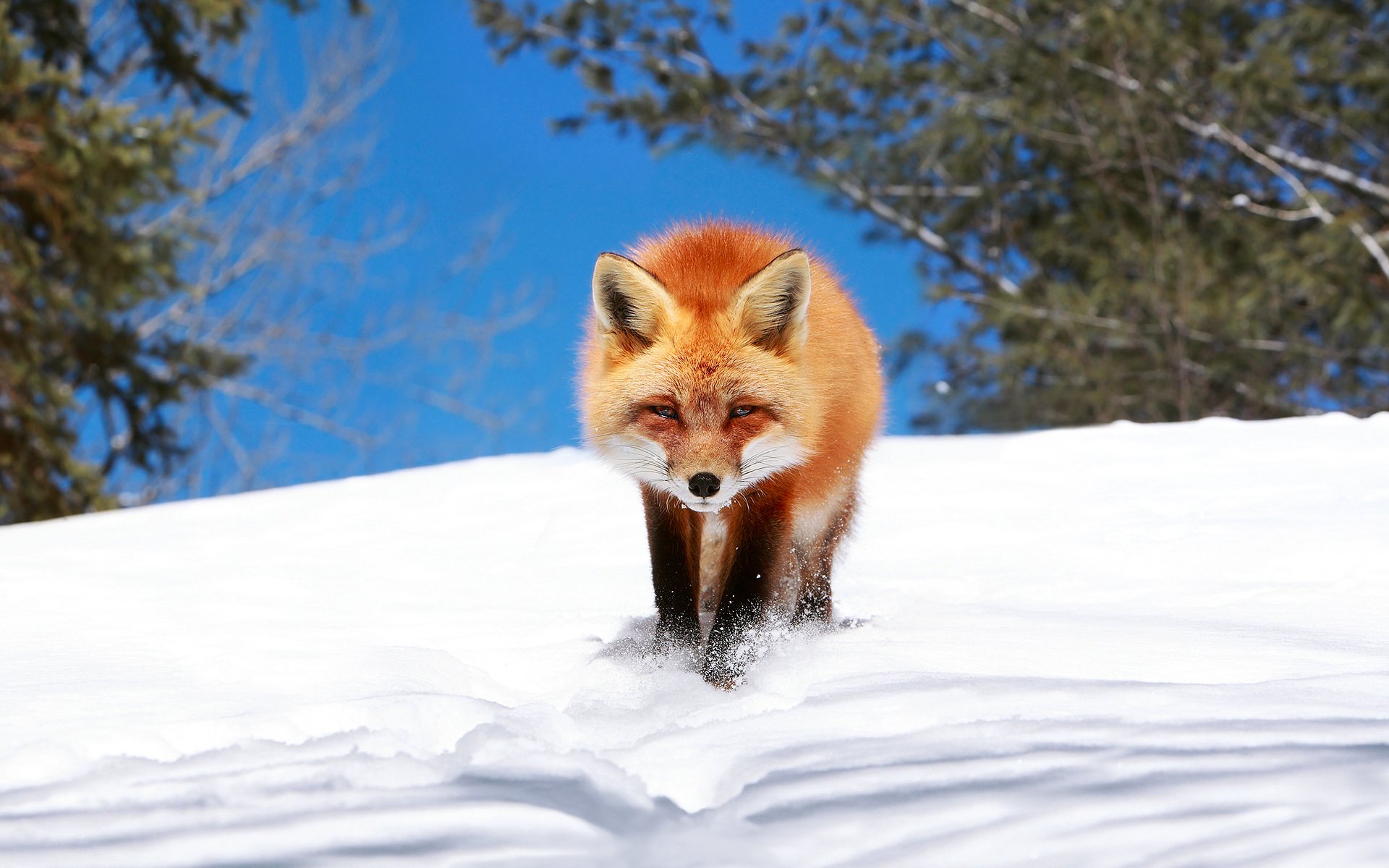 Majestic Fox in Snow – Stunning HD Wildlife Wallpaper