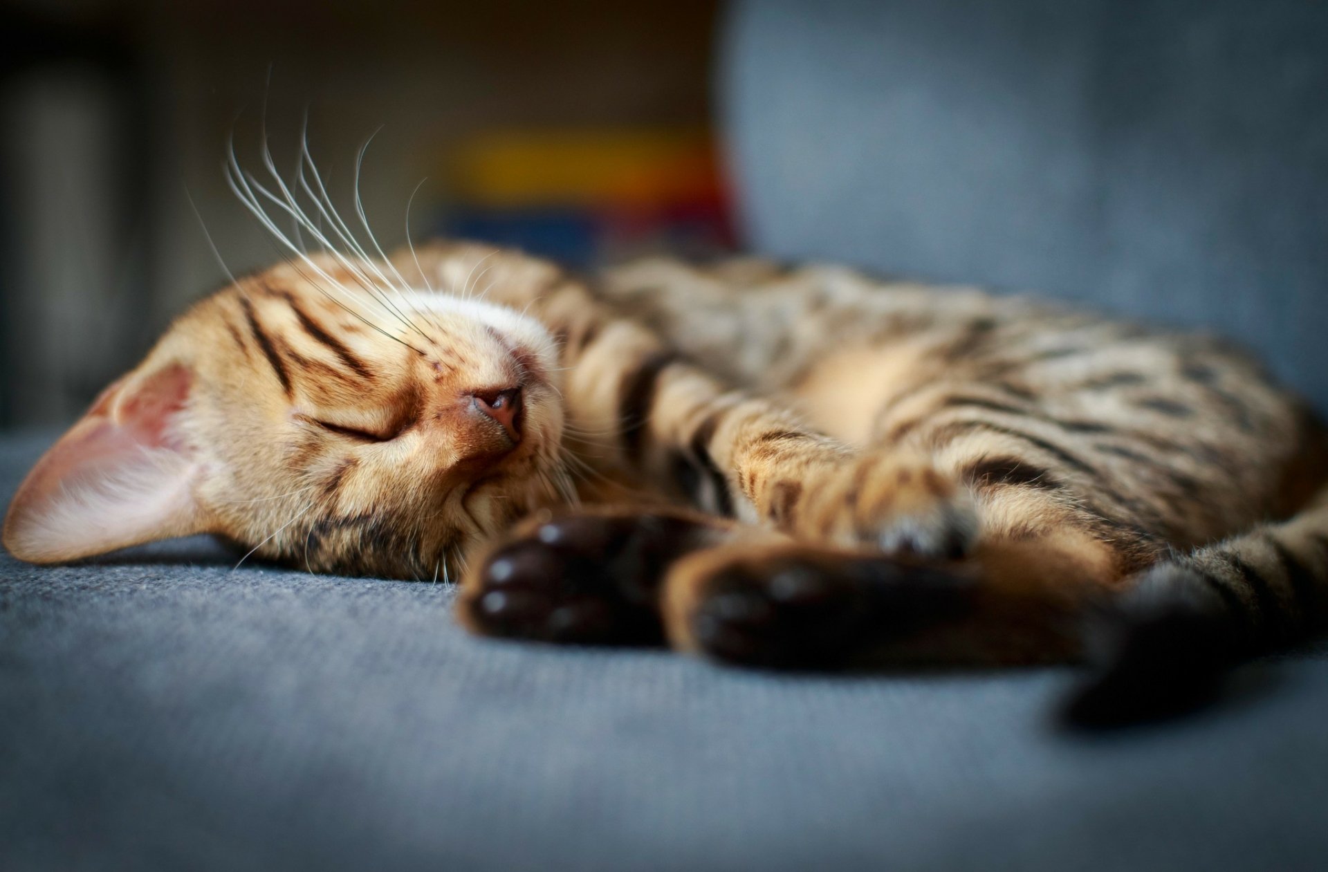 Download Sleeping Kitten Animal Cat HD Wallpaper