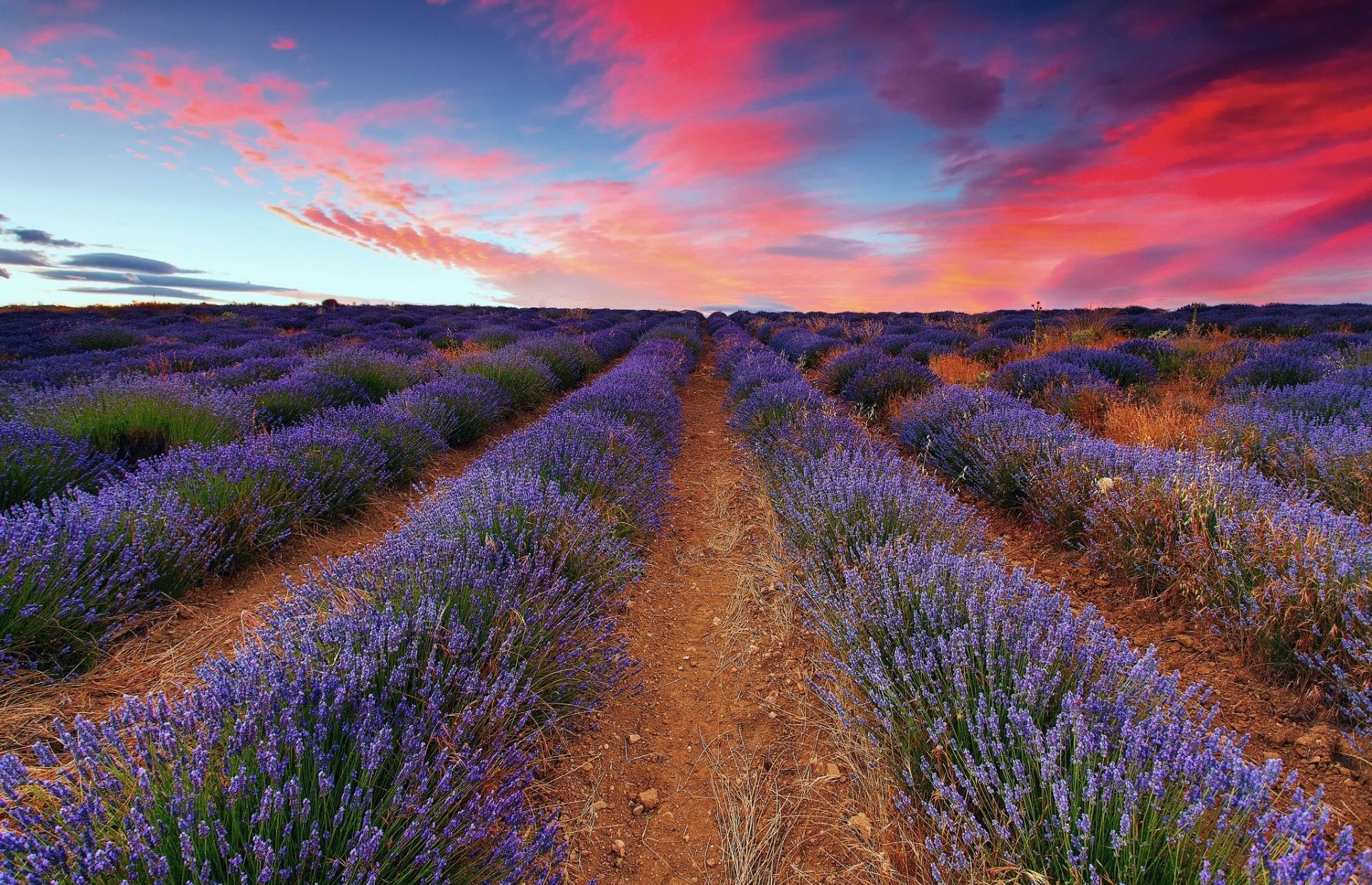Lavender Hd Wallpapers