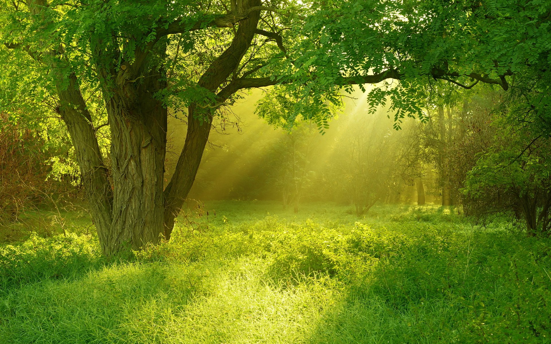 Serene Forest Glow – Stunning HD Nature Wallpaper
