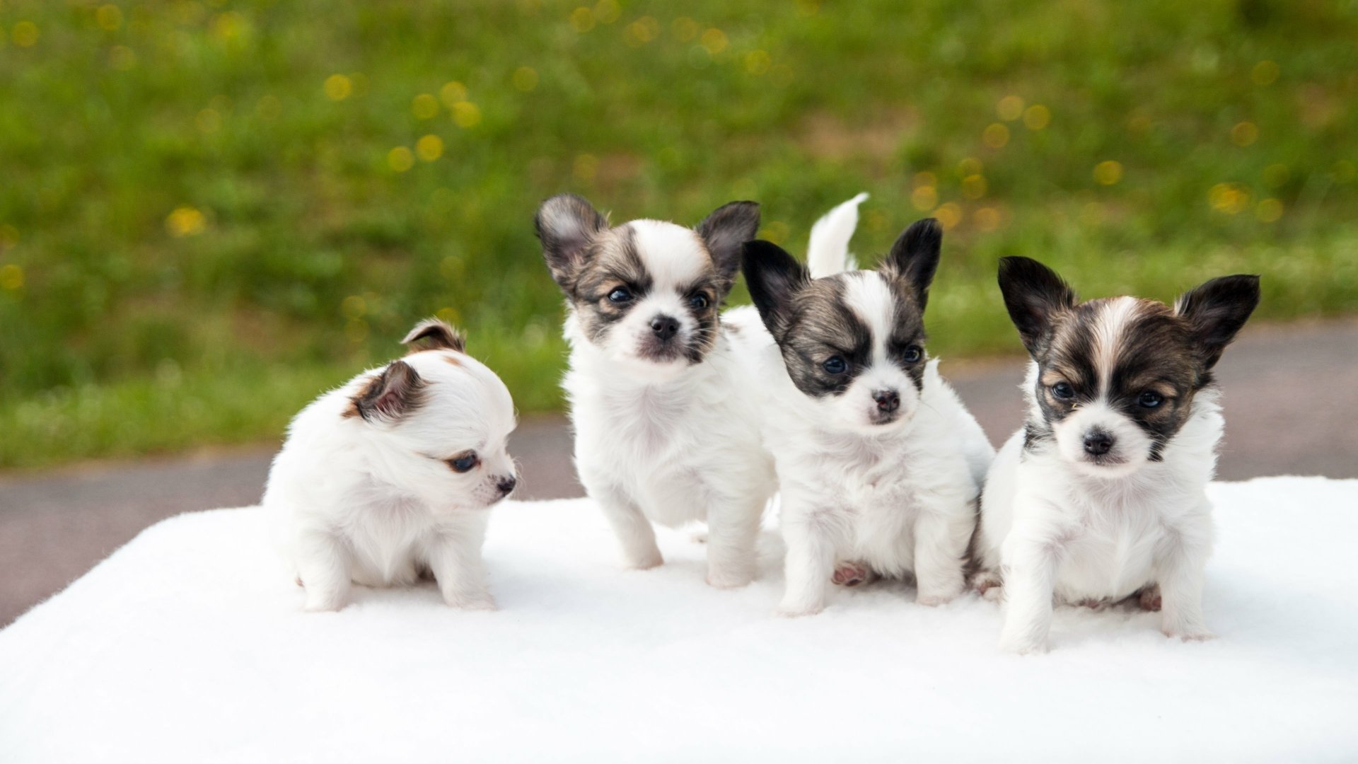 Adorable Papillon Puppies - 4K Ultra HD Wallpaper