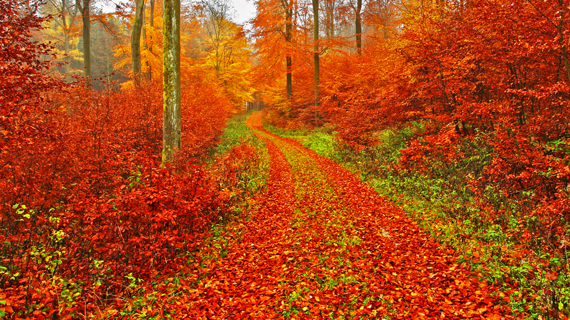 Autumn Path: A Stunning HD Wallpaper of Nature's Fall Colors
