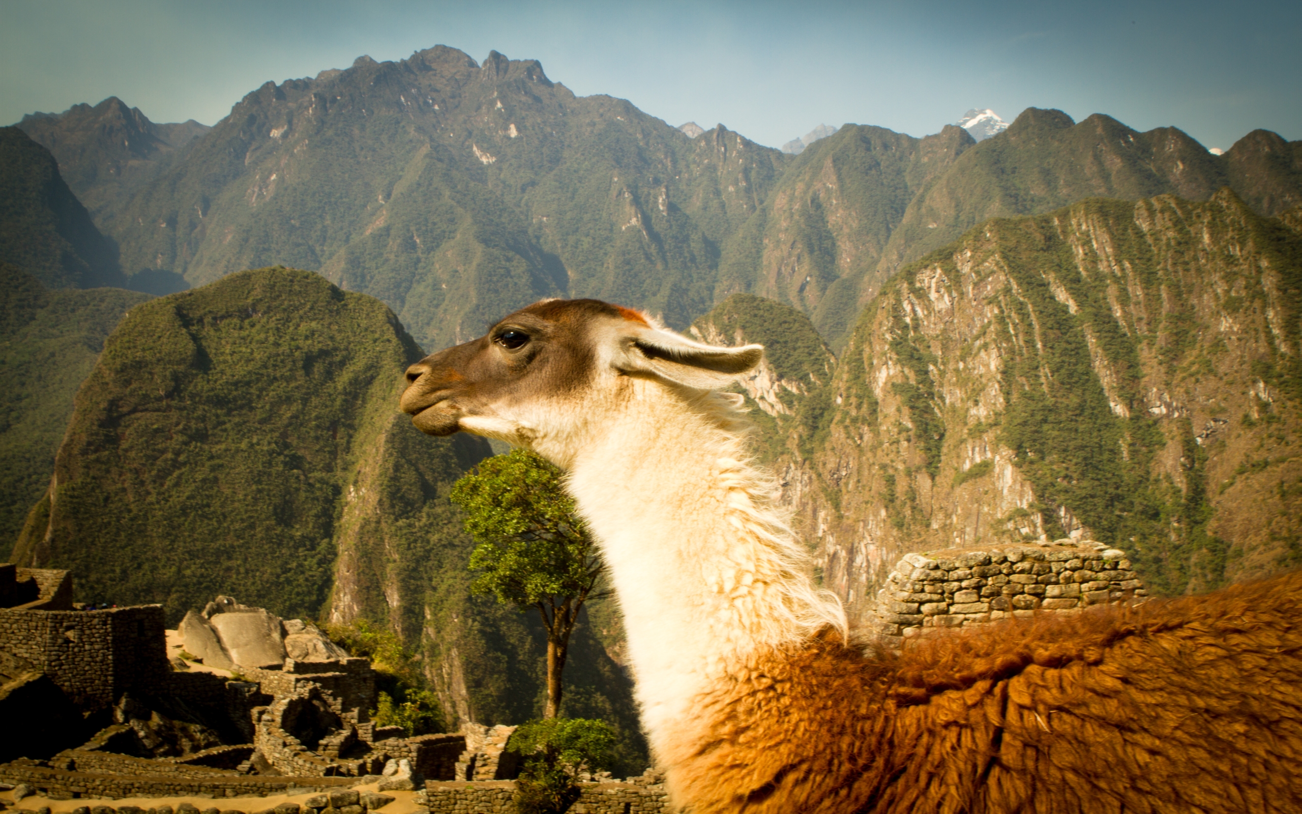 Download Animal Alpaca HD Wallpaper