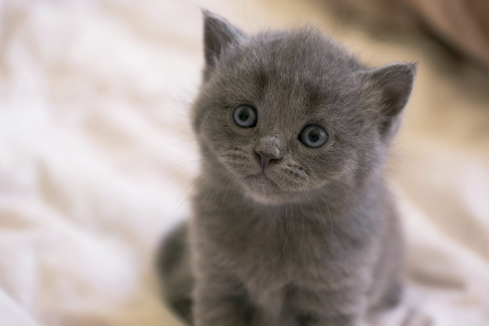 Adorable Gray Cat - HD Wallpaper for Your Desktop