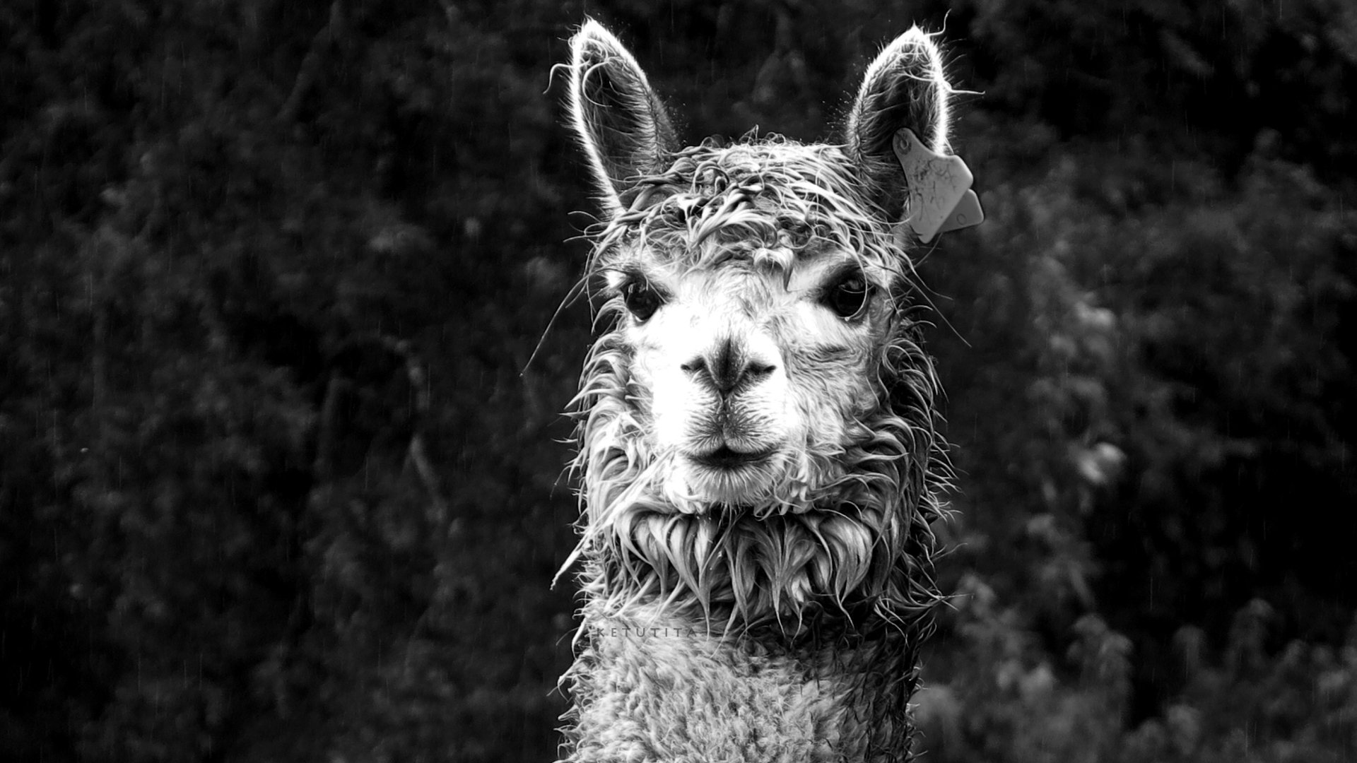 Download Animal Alpaca HD Wallpaper