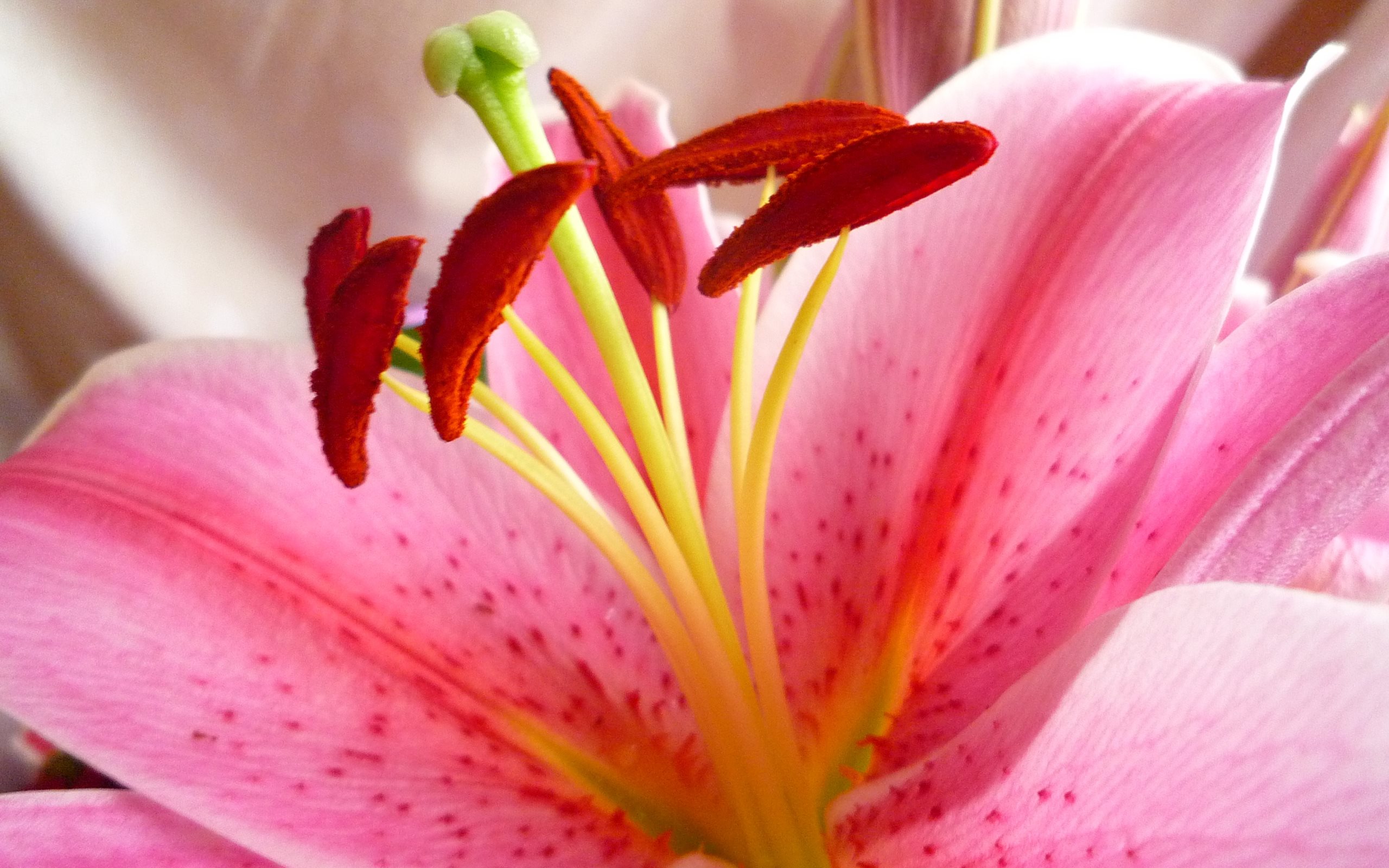 Download Nature Lily HD Wallpaper