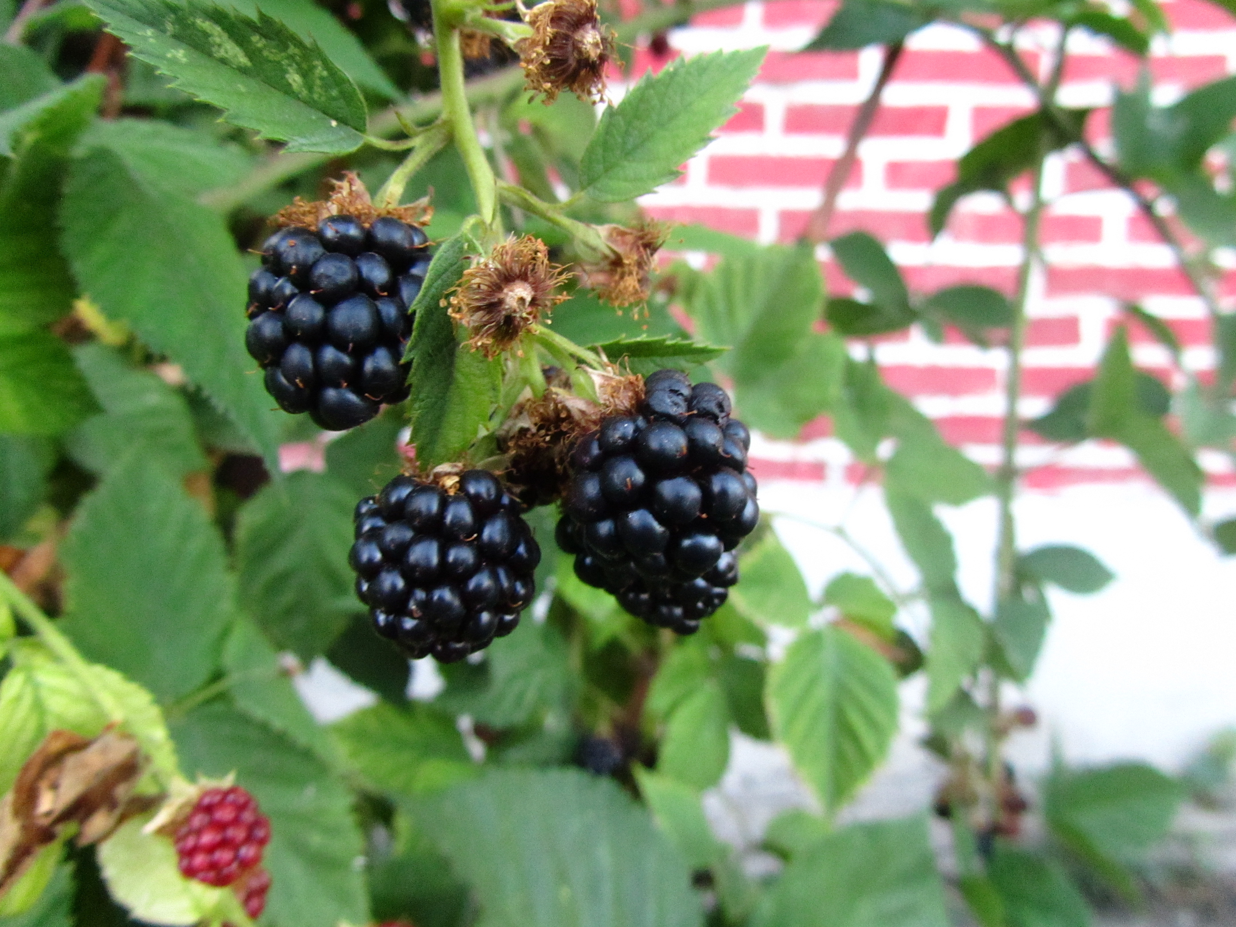 Berry 4k Ultra HD Wallpaper by Vergilius