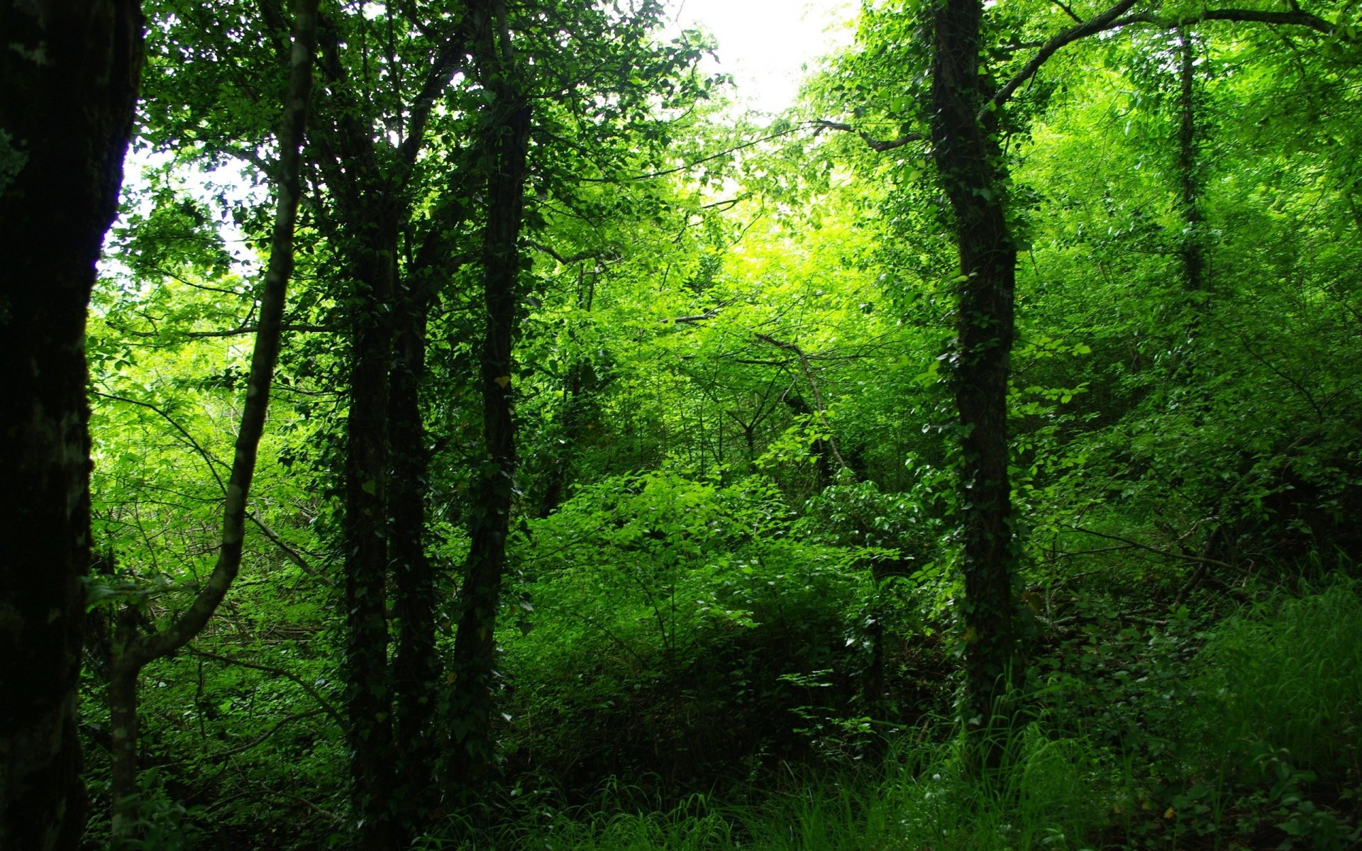 Download Tree Nature Green Forest HD Wallpaper