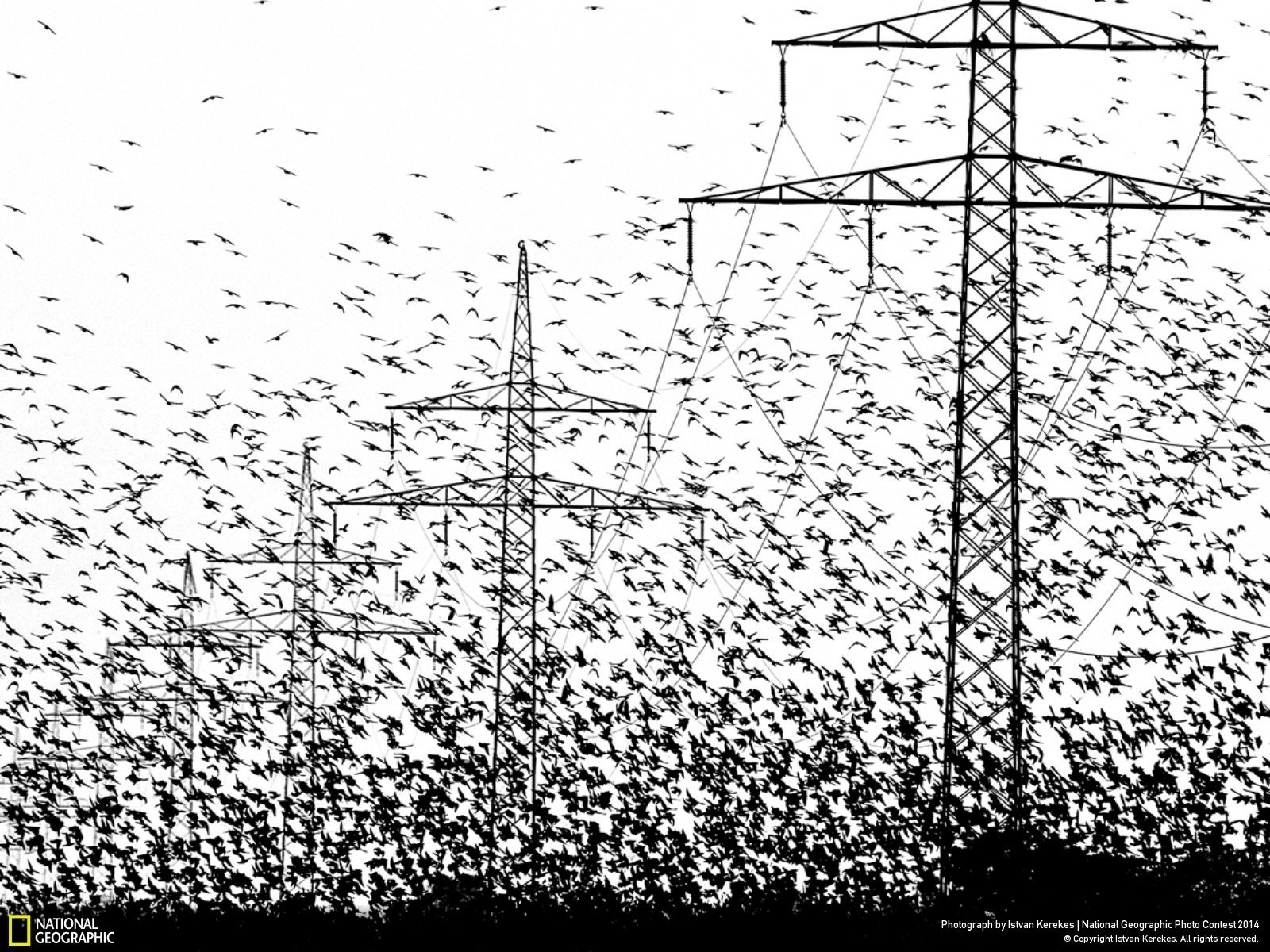 Download Black & White Power Line Animal Bird Wallpaper