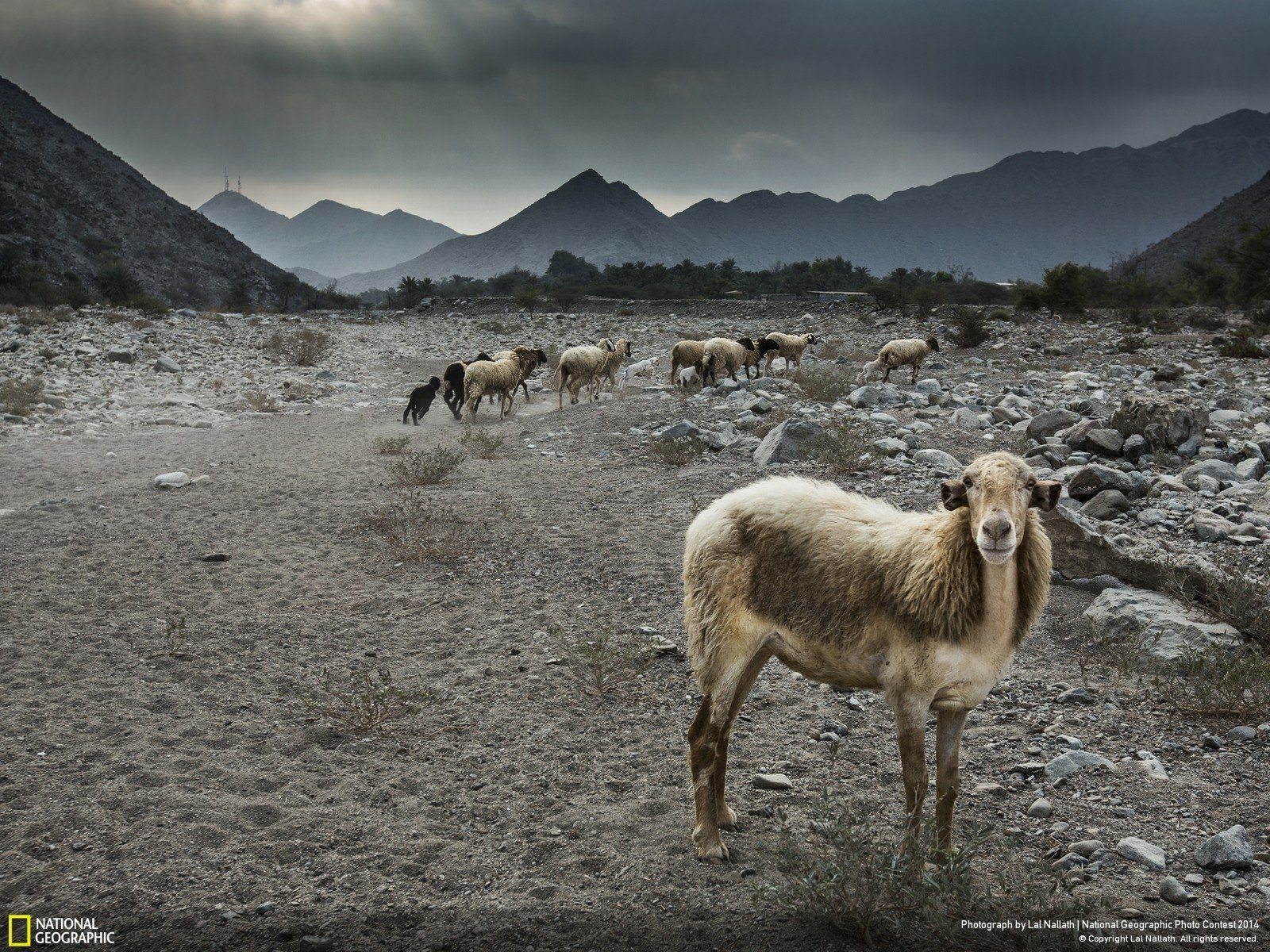 Mountain Sheep Computer Wallpapers