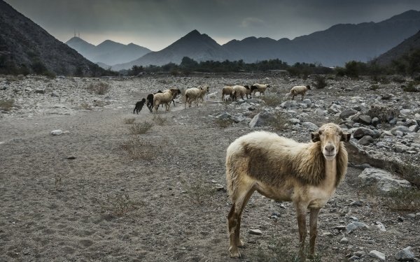 Sheep 4k Ultra HD Wallpaper | Background Image | 3840x2373 | ID:599367 ...