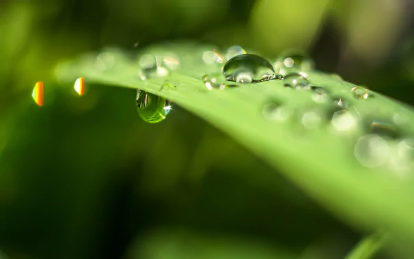 [270+] Water Drop 4k Wallpapers