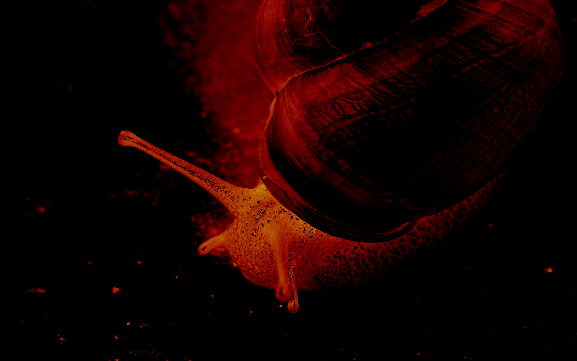 Download Animal Snail HD Wallpaper