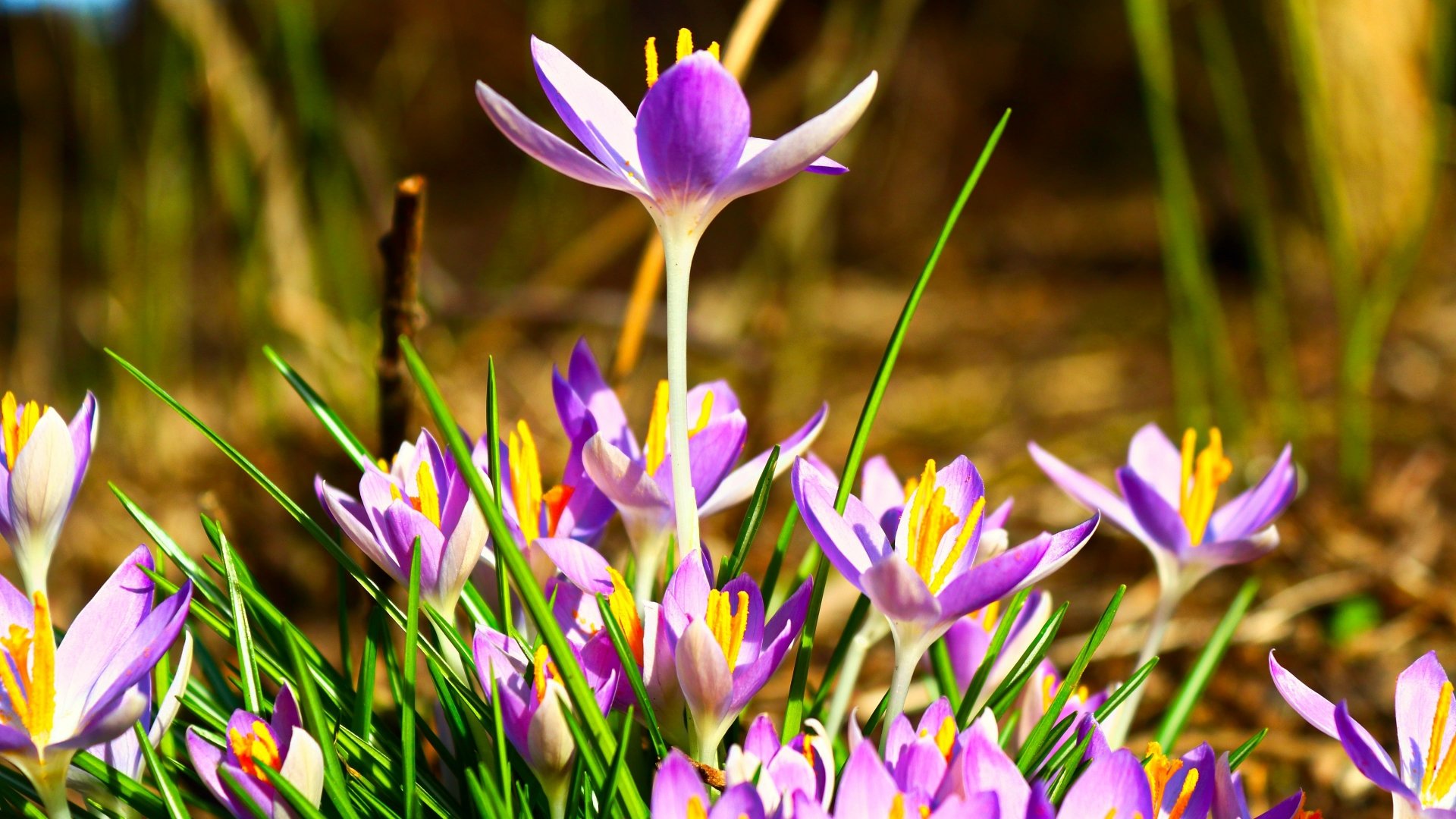 4K Ultra HD Crocus Bloom: Nature’s Vibrant Spring Awakening by Oliver ...