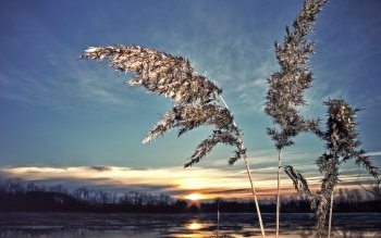 Nature - A Gallery By: samim_hasan At Alpha Coders