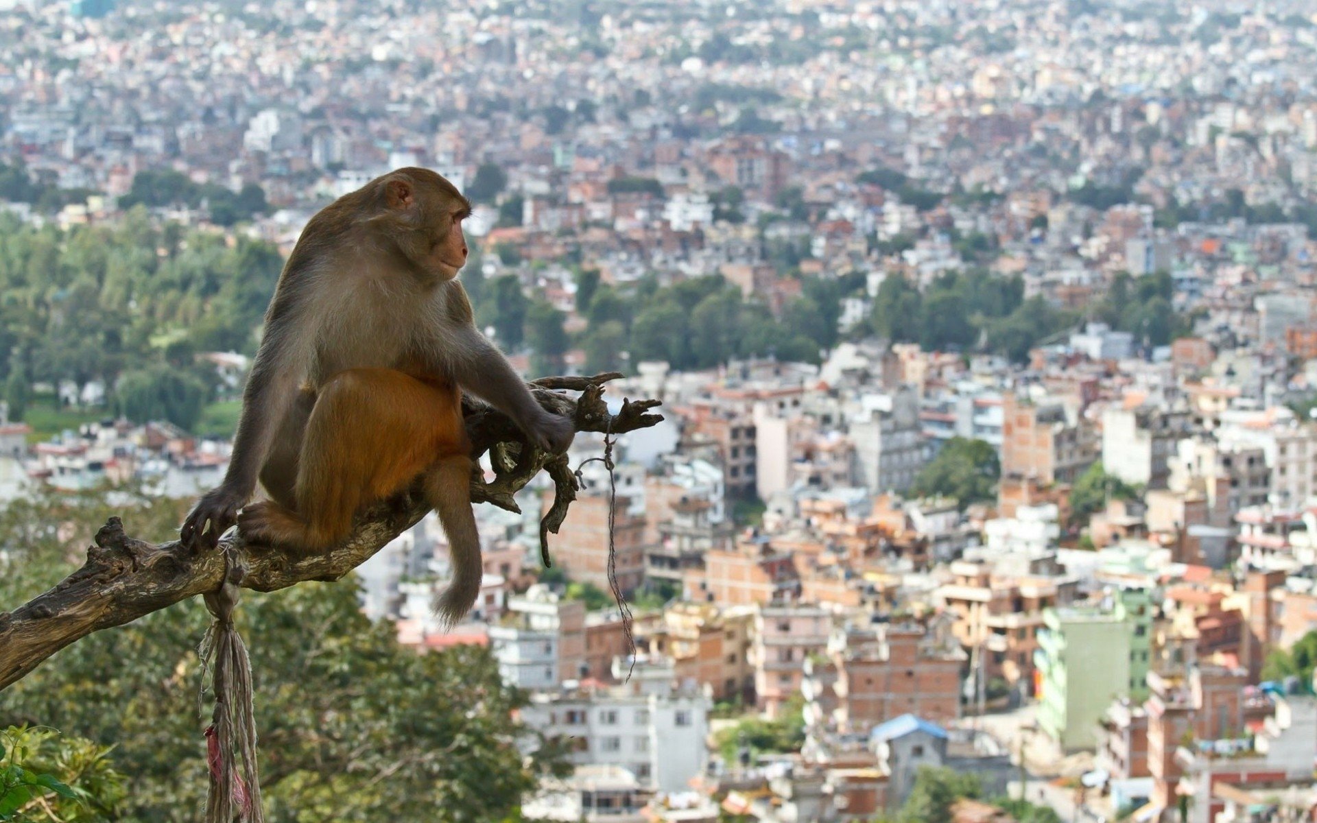 Download Branch City Primate Animal Monkey HD Wallpaper | 1920x1200 ...