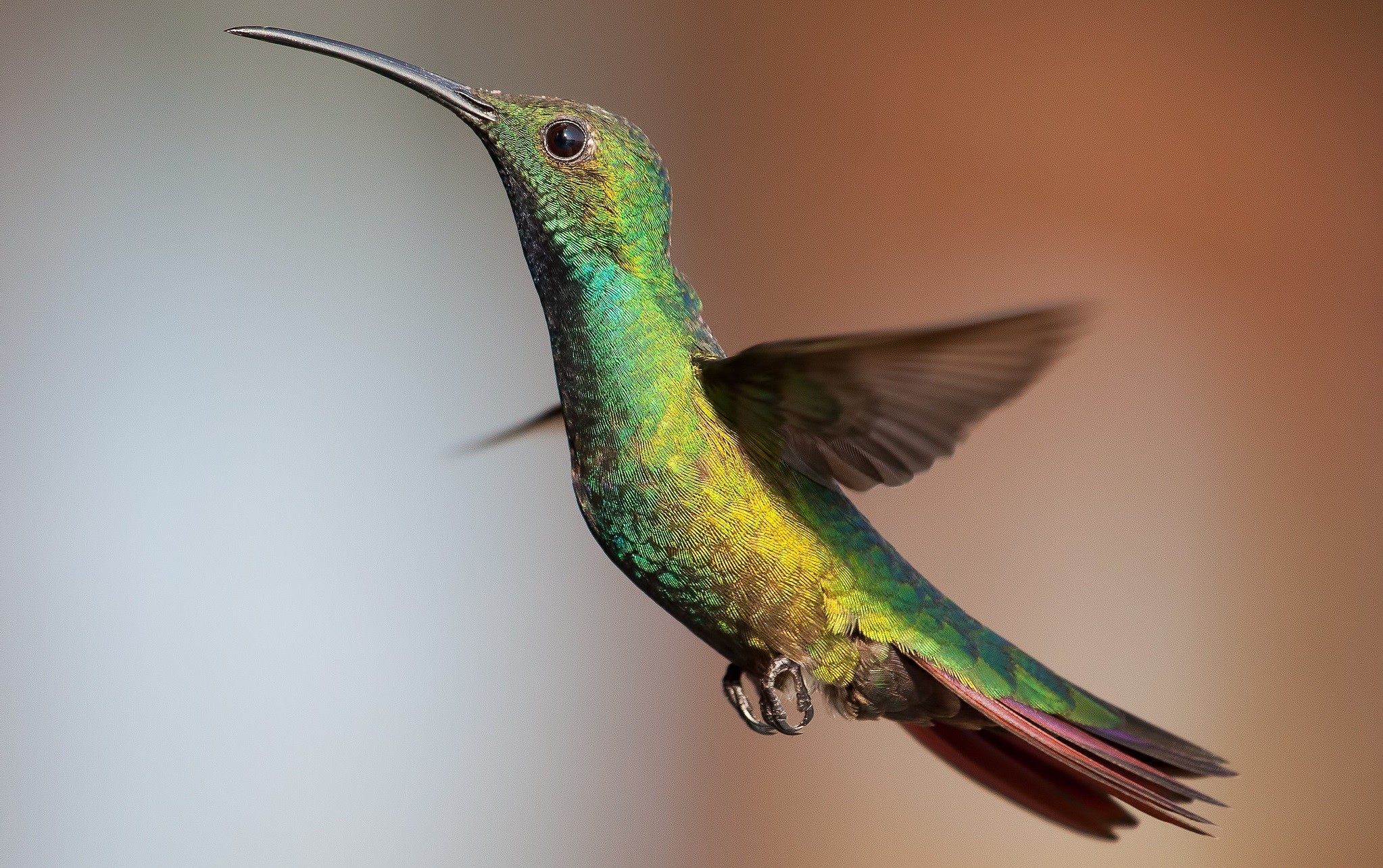 Download Flight Wings Animal Hummingbird HD Wallpaper