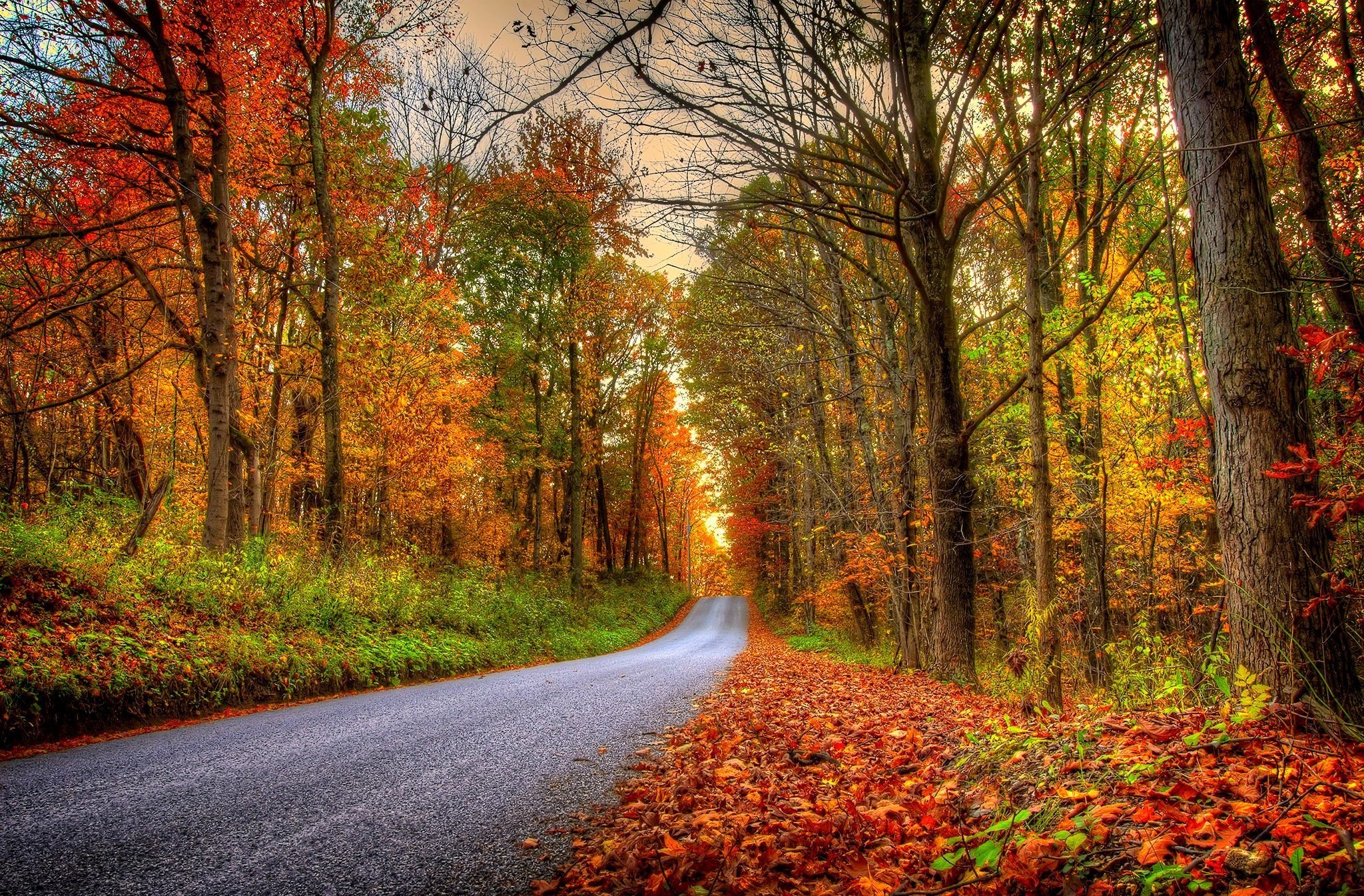 Download Leaf Tree Road Photography Fall HD Wallpaper