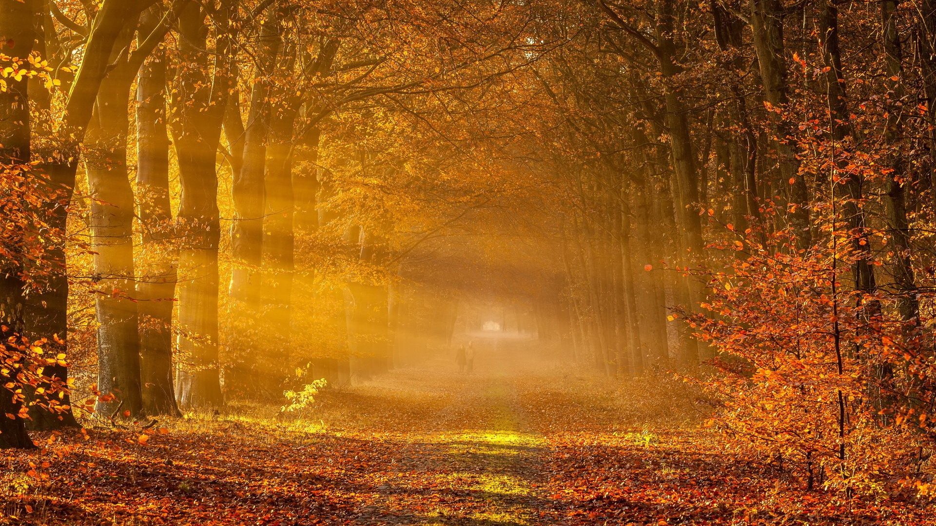 Golden Fall Glory: Stunning Nature HD Wallpaper