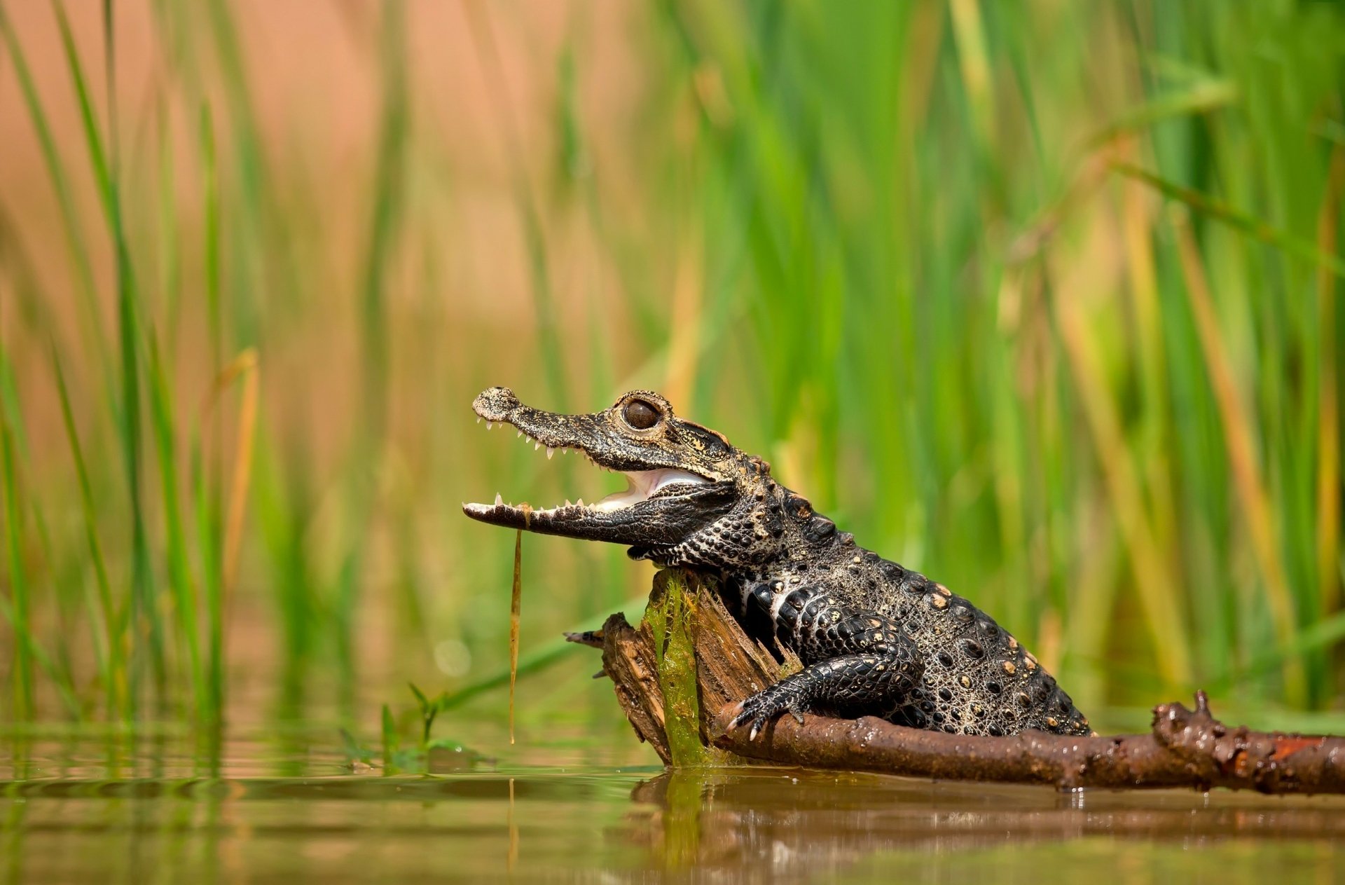 Majestic Crocodile in Vibrant Wetland | HD Reptile Wallpaper ...