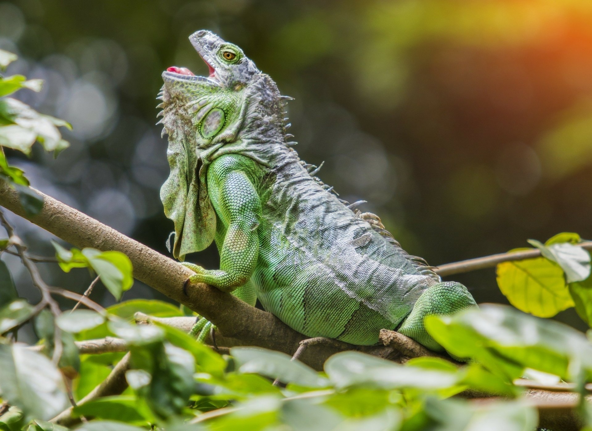 Download Jungle Reptile Animal Iguana HD Wallpaper
