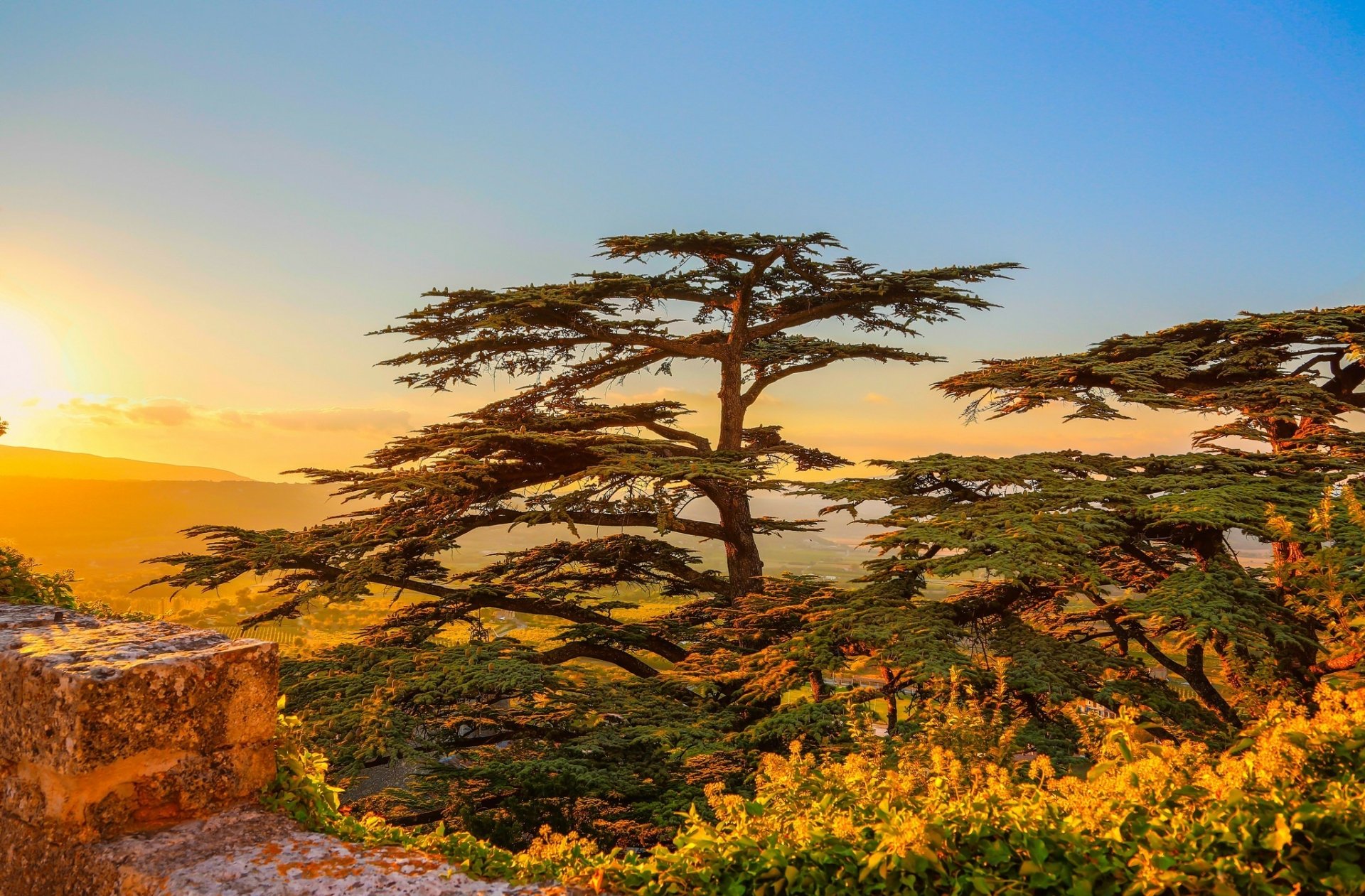 Download Sunshine Sunset Sun Nature Tree HD Wallpaper