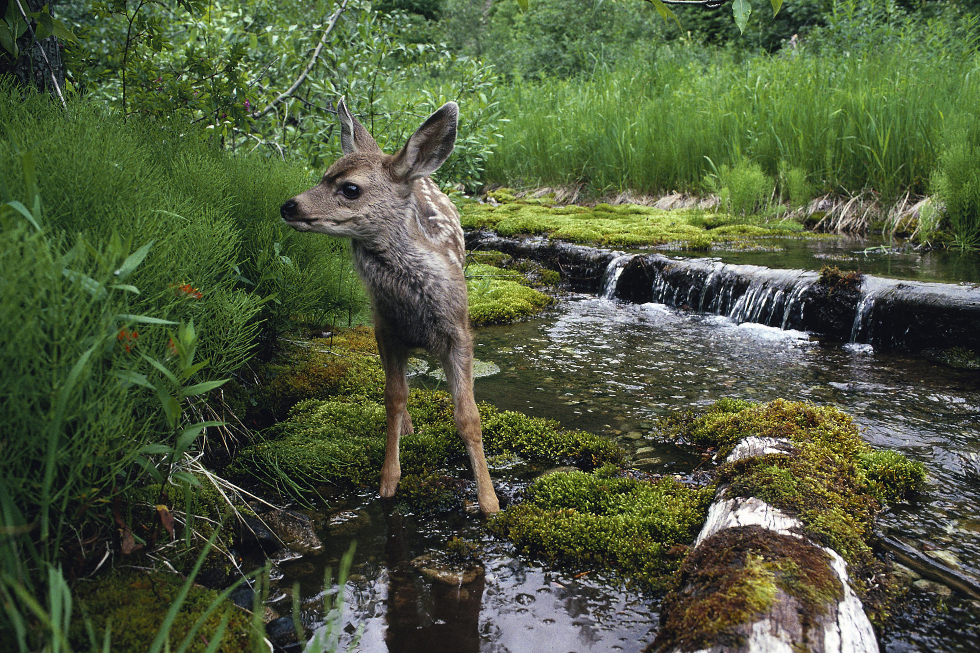 Download Stream Animal Deer HD Wallpaper