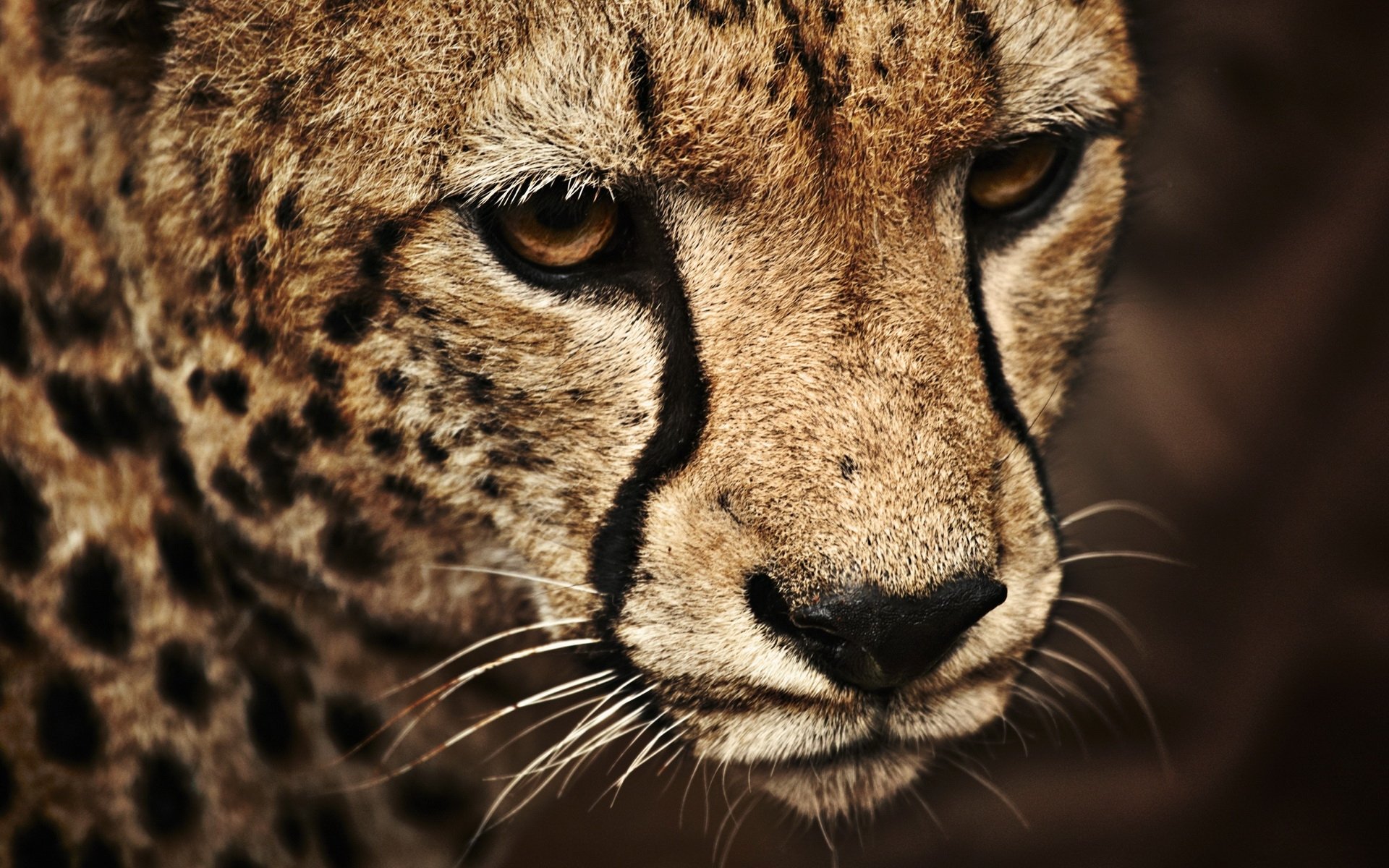 Download Animal Cheetah HD Wallpaper