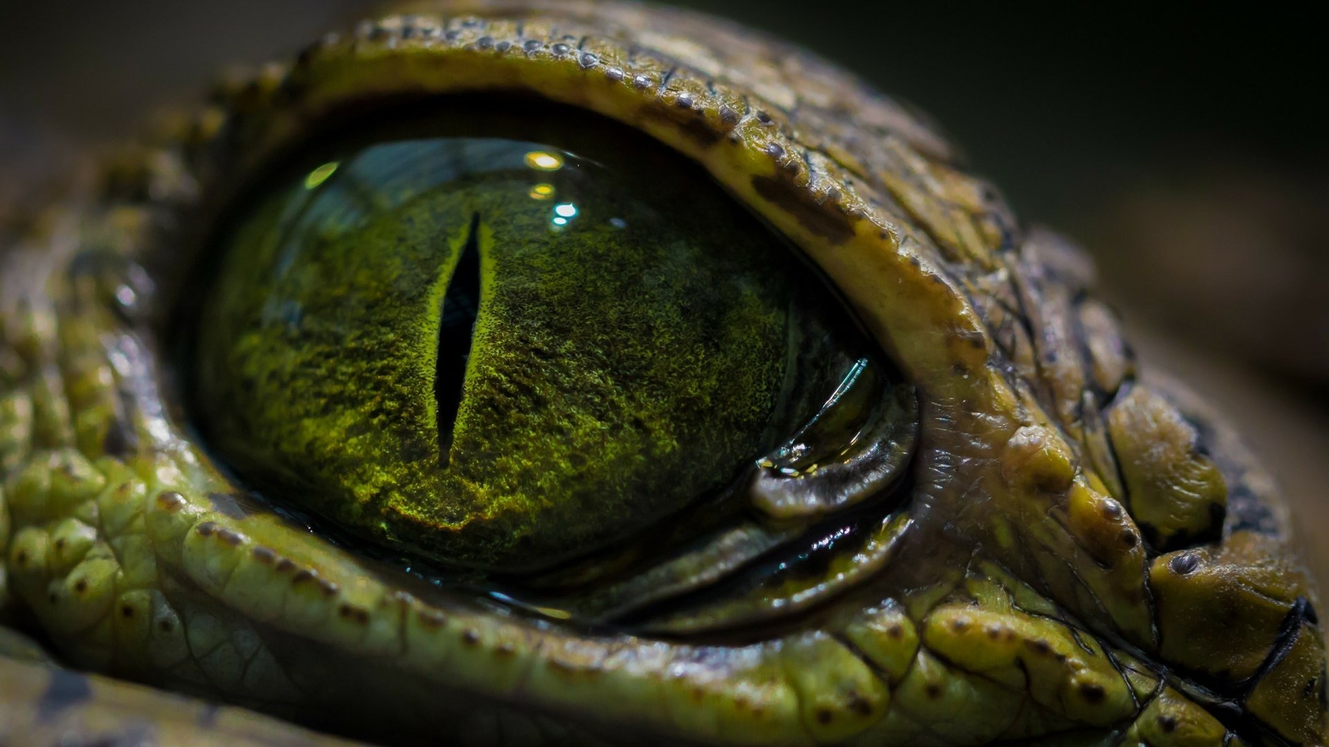 Crocodile Eye HD Wallpaper – Stunning Reptile Close-Up