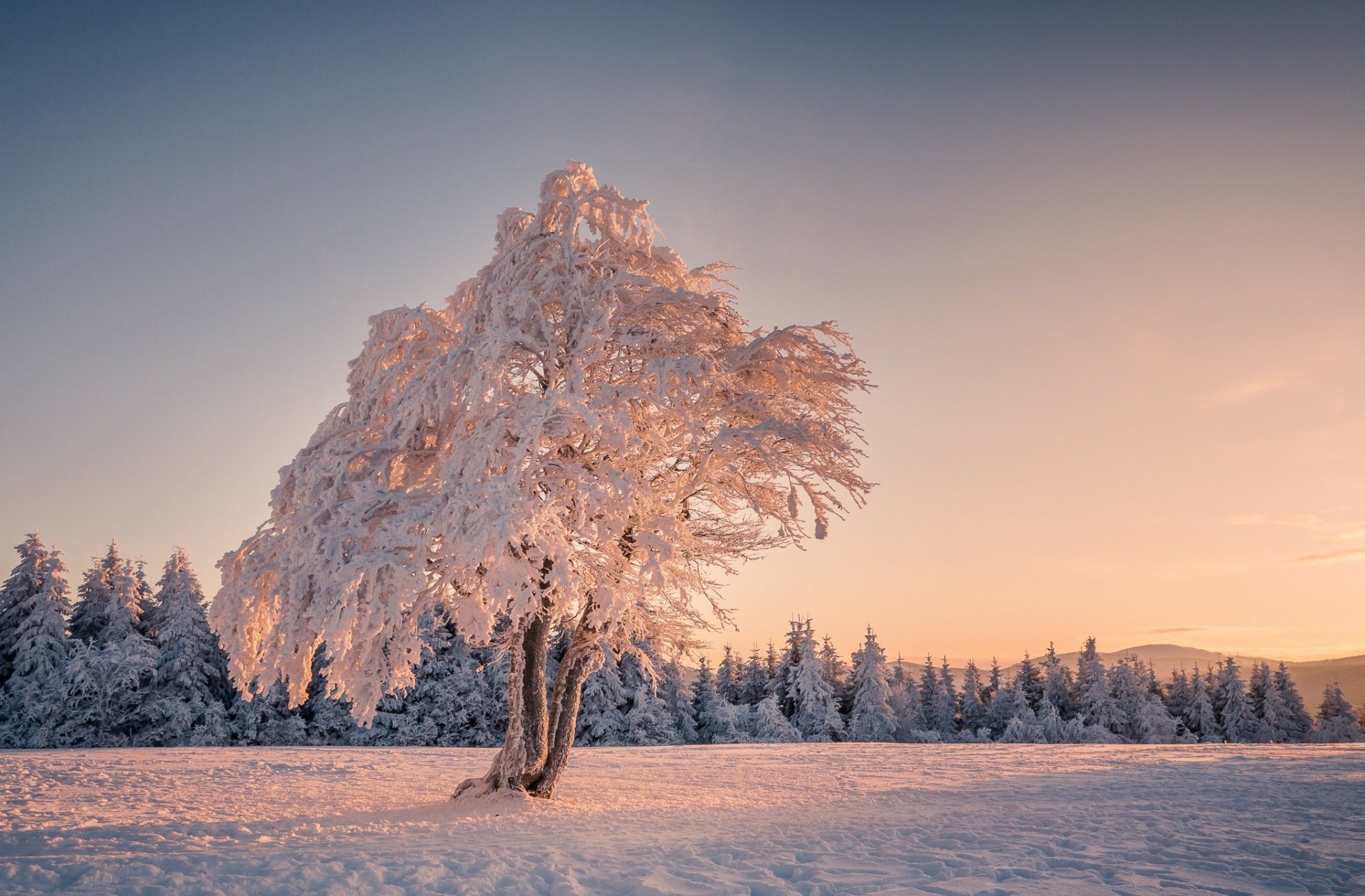Winter's Embrace: HD Tree in Frosted Nature Bliss | 2048x1345 ...