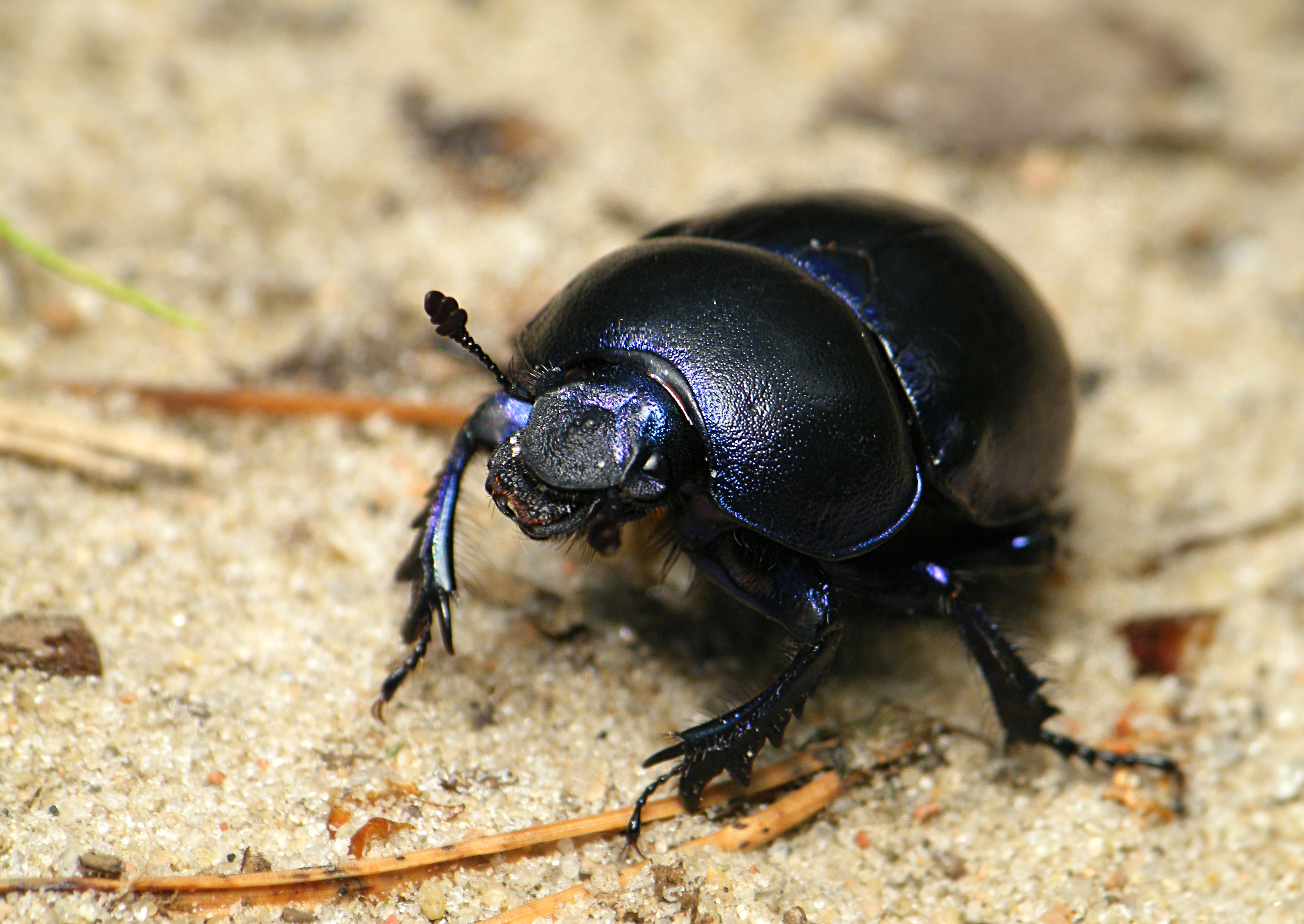 Download Animal Insect HD Wallpaper