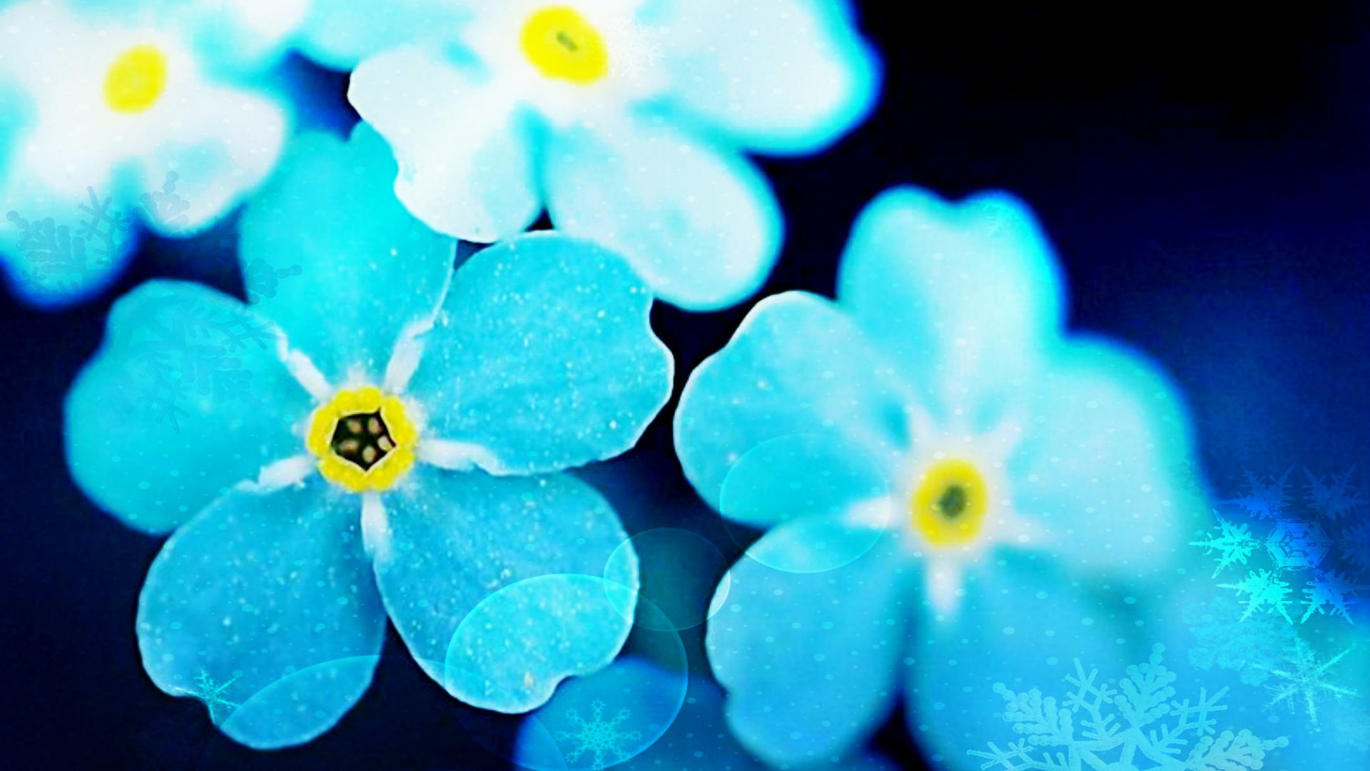 Blue Flower Wallpaper Laptop Gift - Infoupdate.org